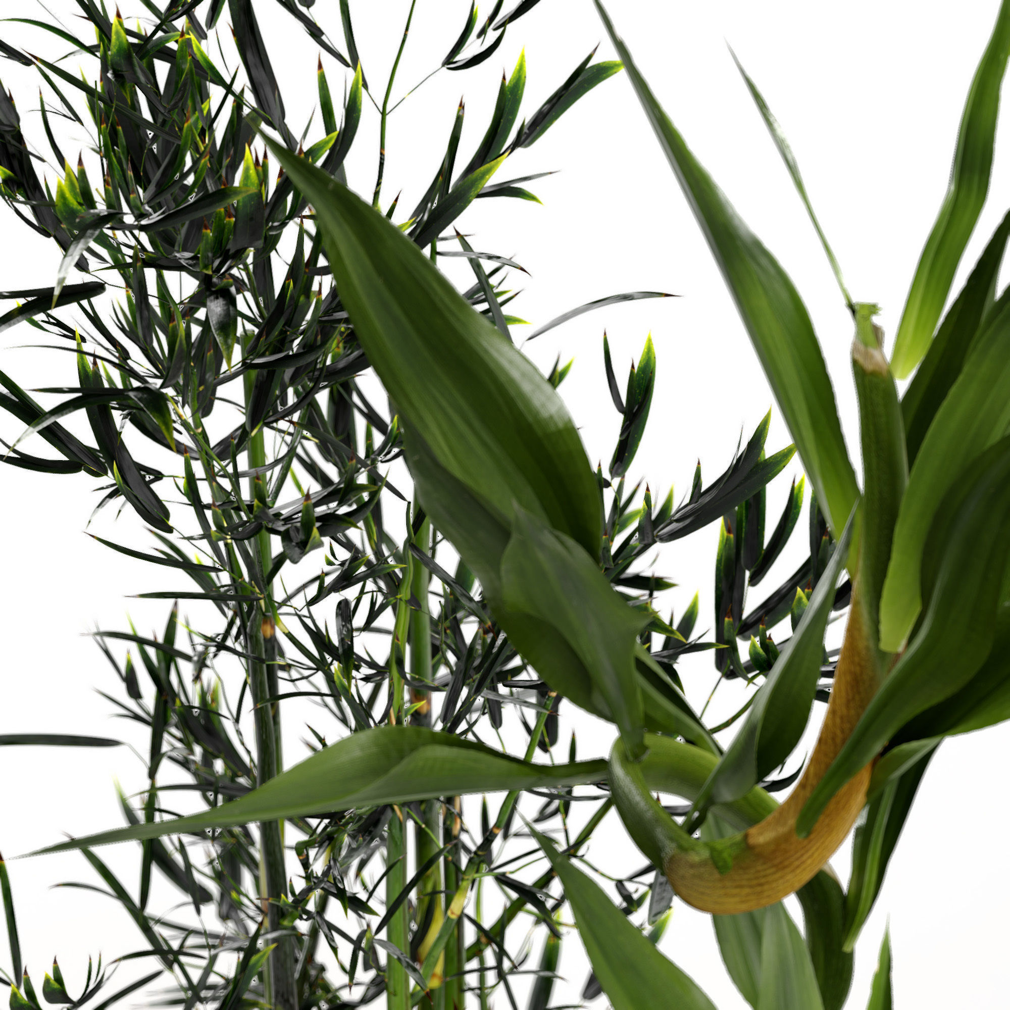 Lucky Bamboo And Bamboo Silk Indoor Plant 3D model | CGTrader