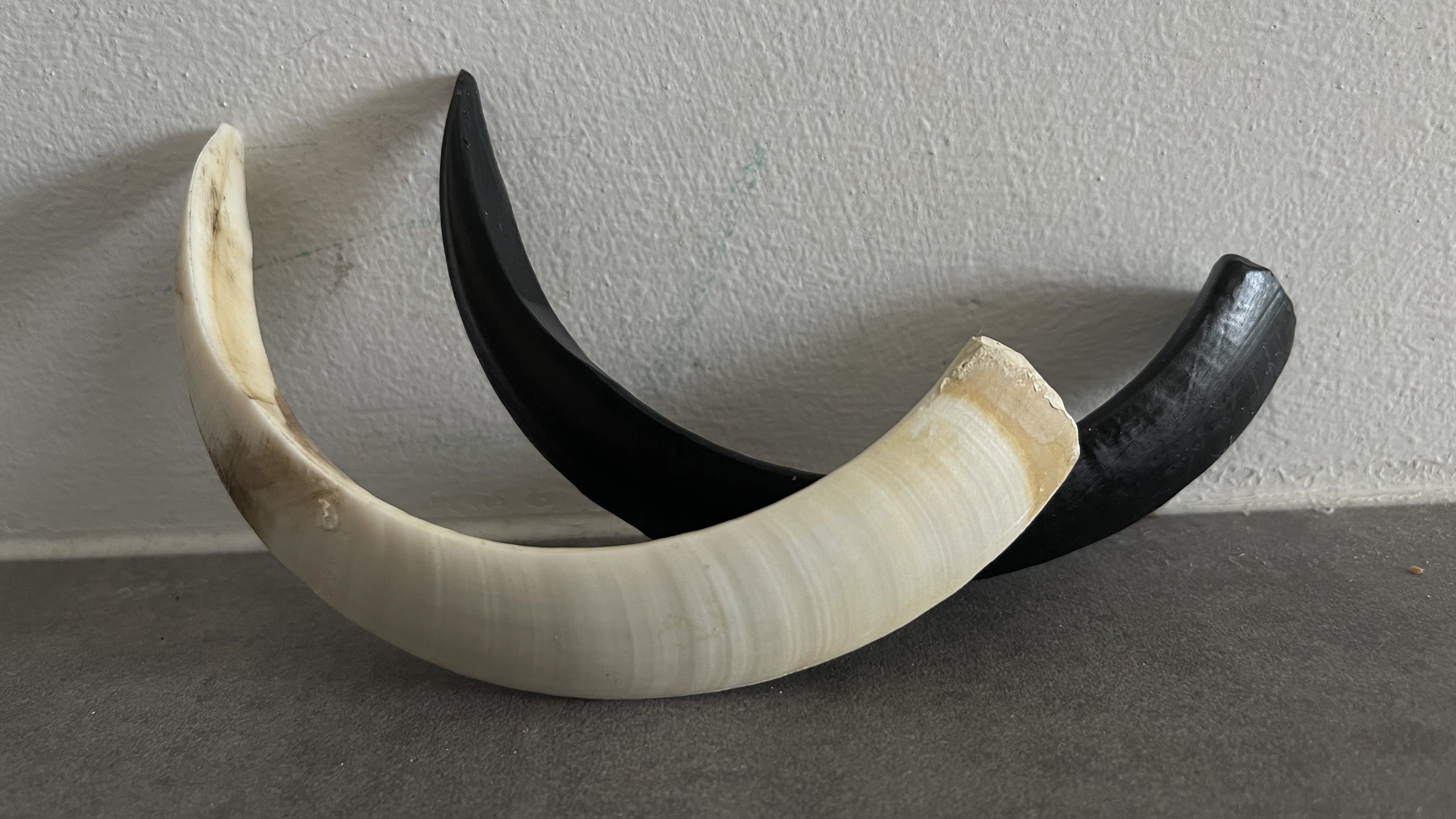 wild boar small and large tusks 3D model 3D printable | CGTrader