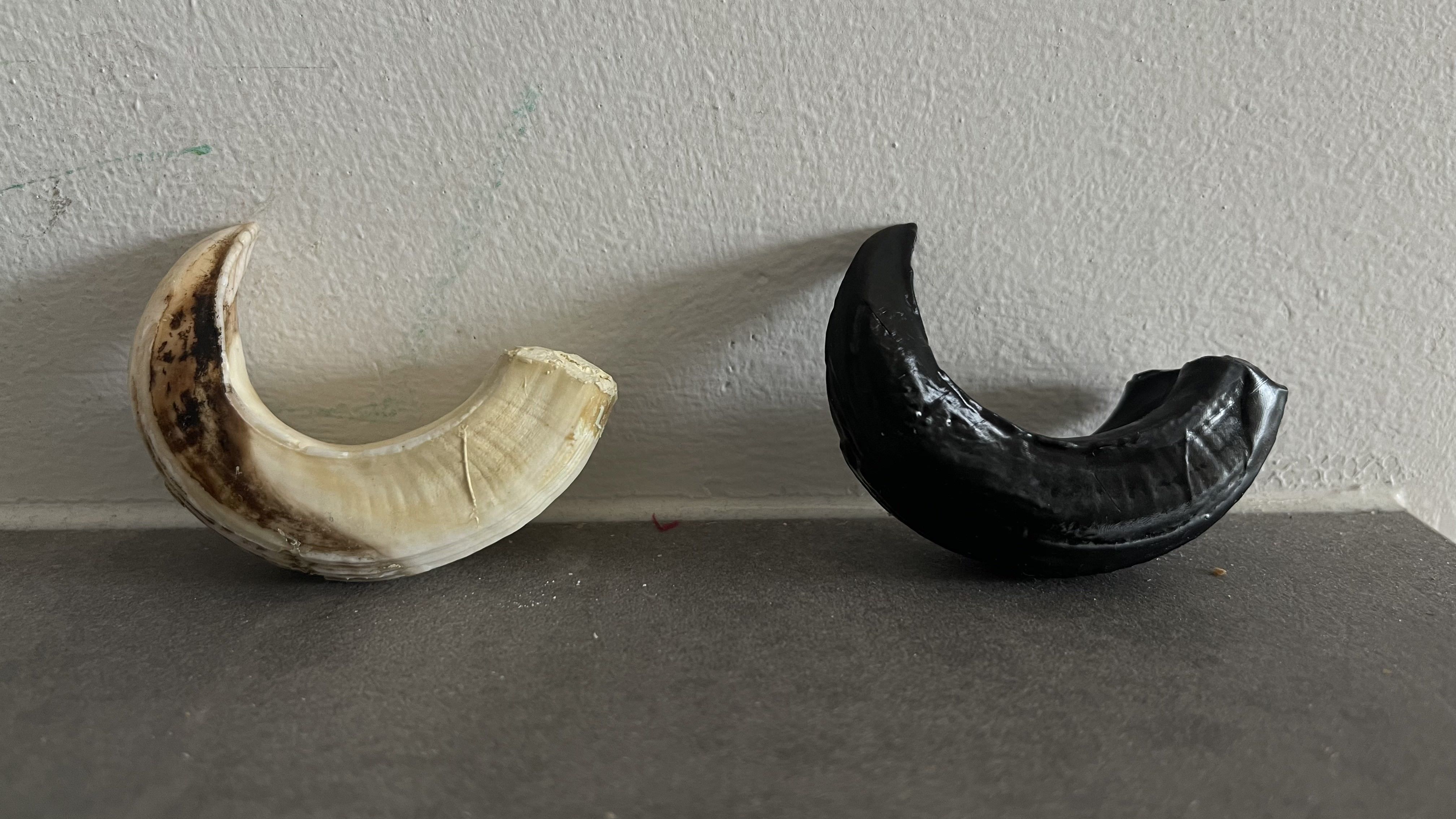 wild boar small and large tusks 3D model 3D printable | CGTrader