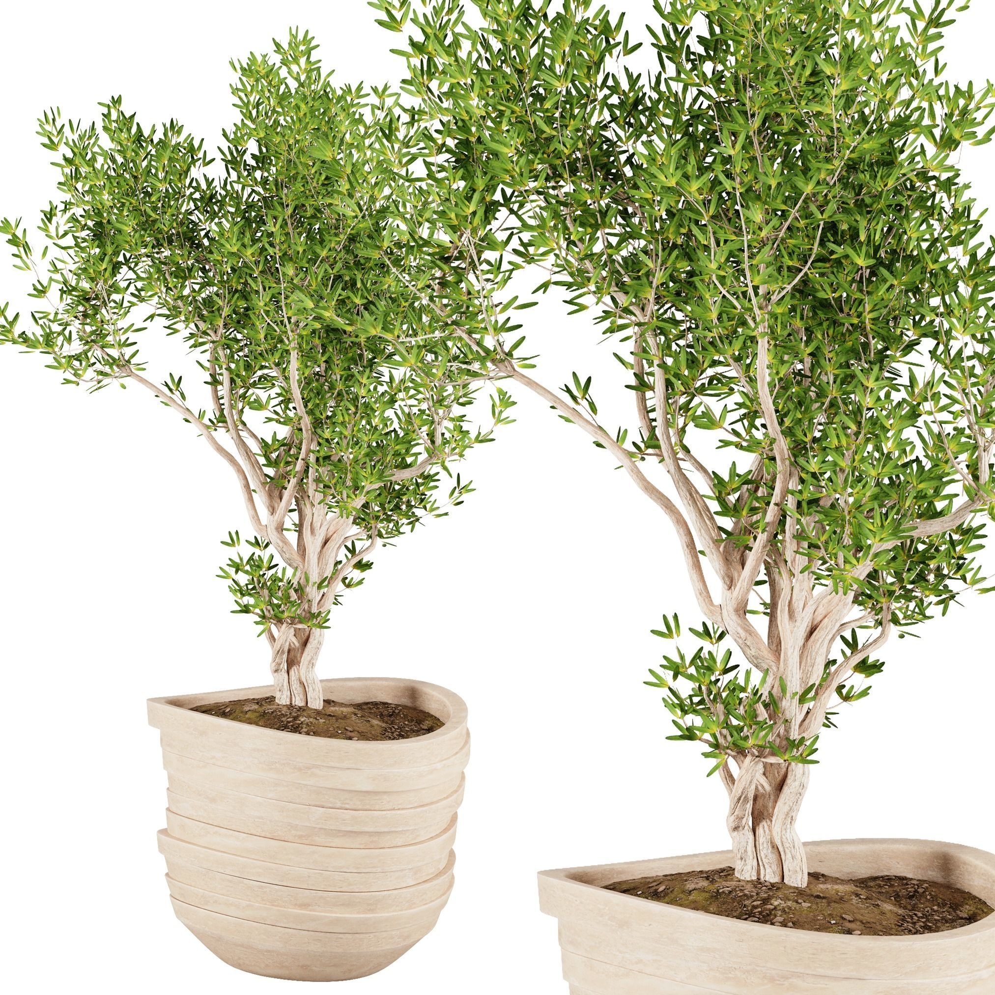 Indoor Plants set 22 3D model | CGTrader