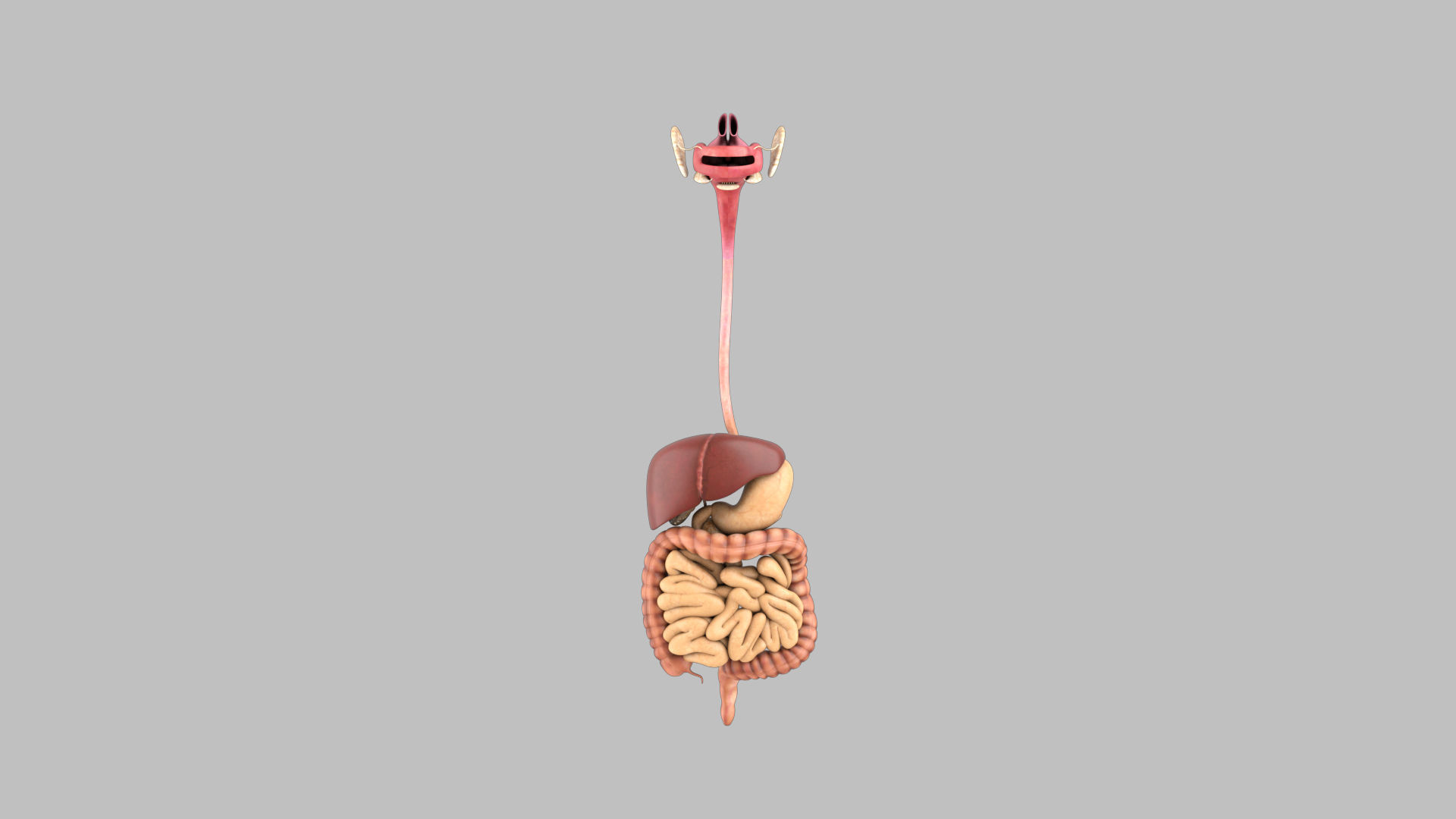 DigestiveSystem human digestive system 3D model | CGTrader