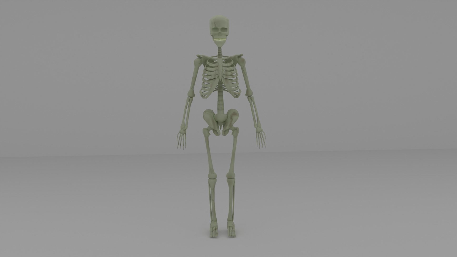 Human Skeleton for Blender 3D model | CGTrader