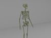 Human Skeleton for Blender 3D model | CGTrader