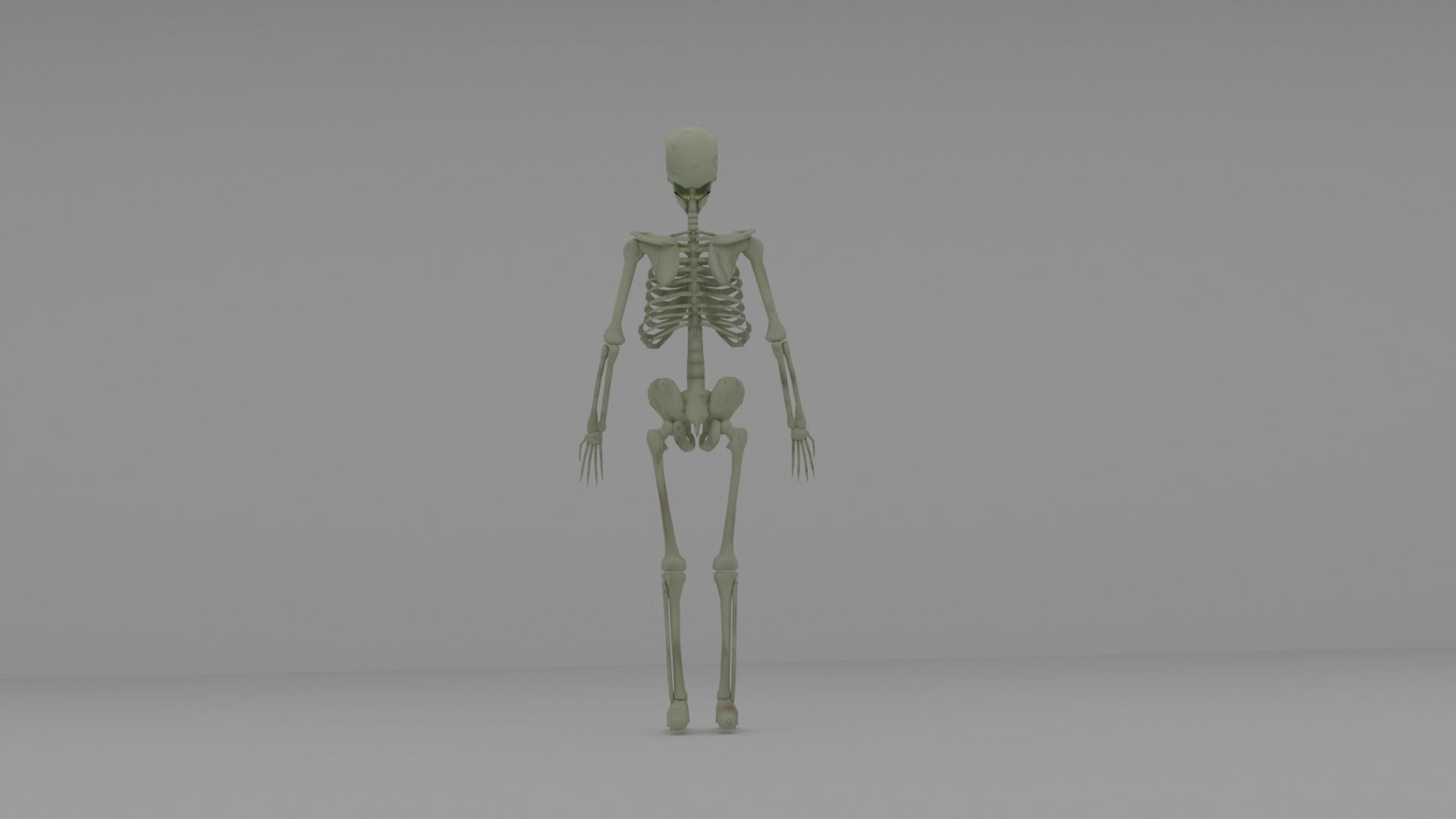 Human Skeleton for Blender 3D model | CGTrader