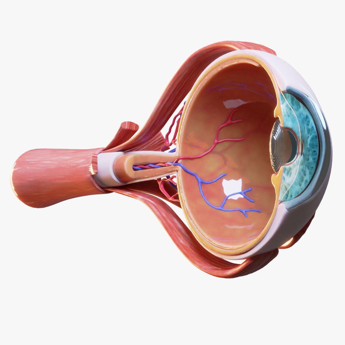 Cross Section Eye Anatomy 3D model | CGTrader