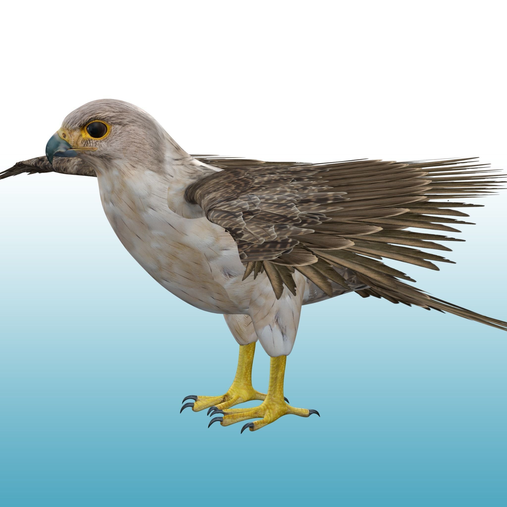 Hawk Rig 3D model rigged | CGTrader