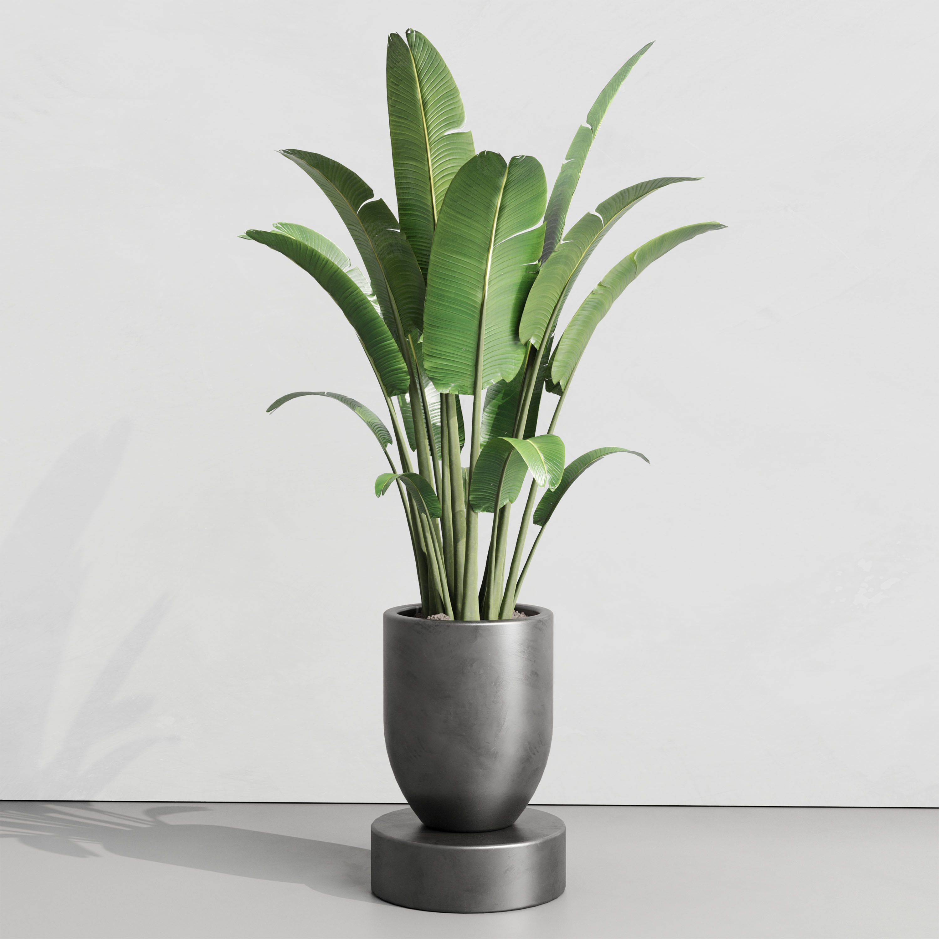3D model indoor plant ravenala ficus rubbery monstera VR / AR / low ...