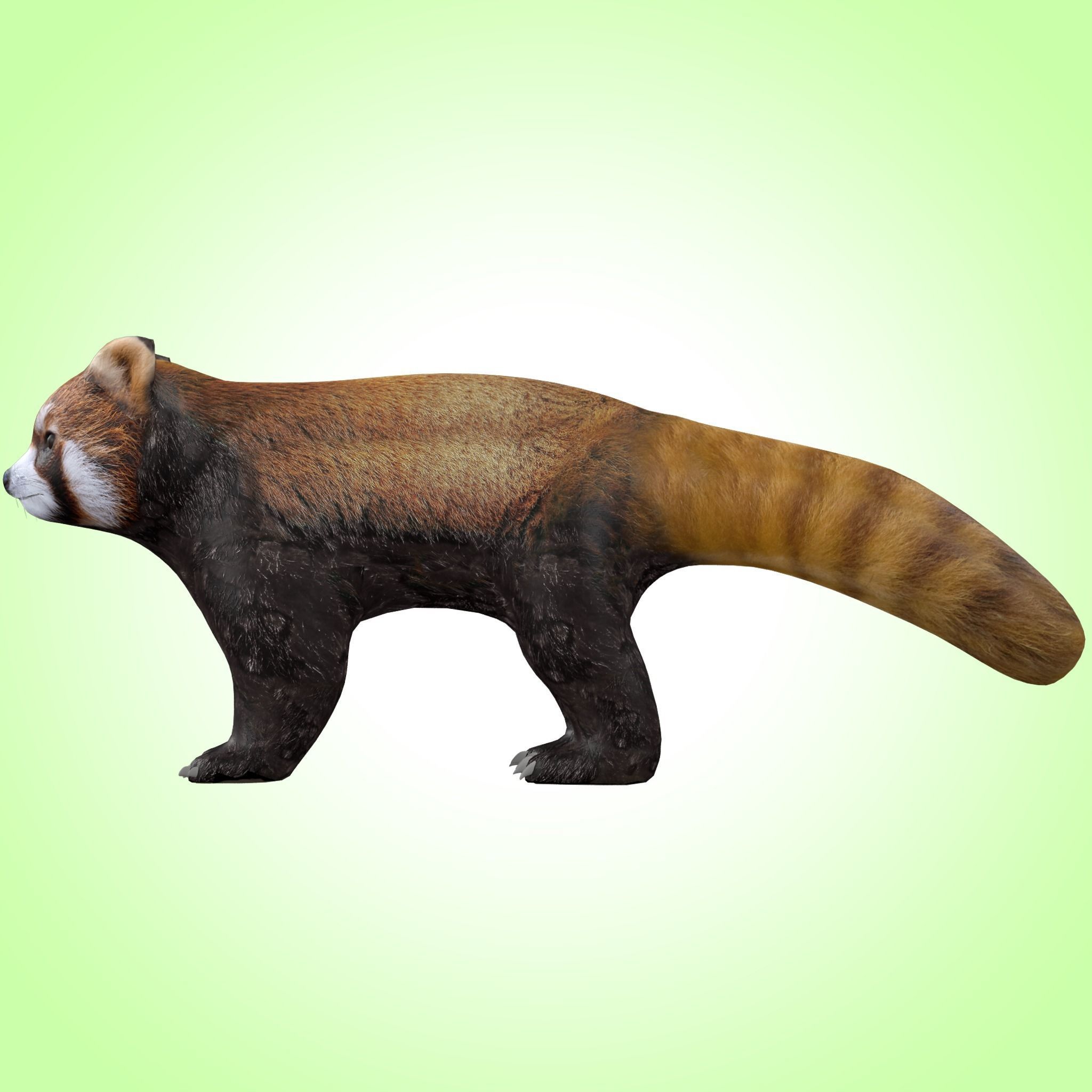 3D model Red Panda VR / AR / low-poly | CGTrader