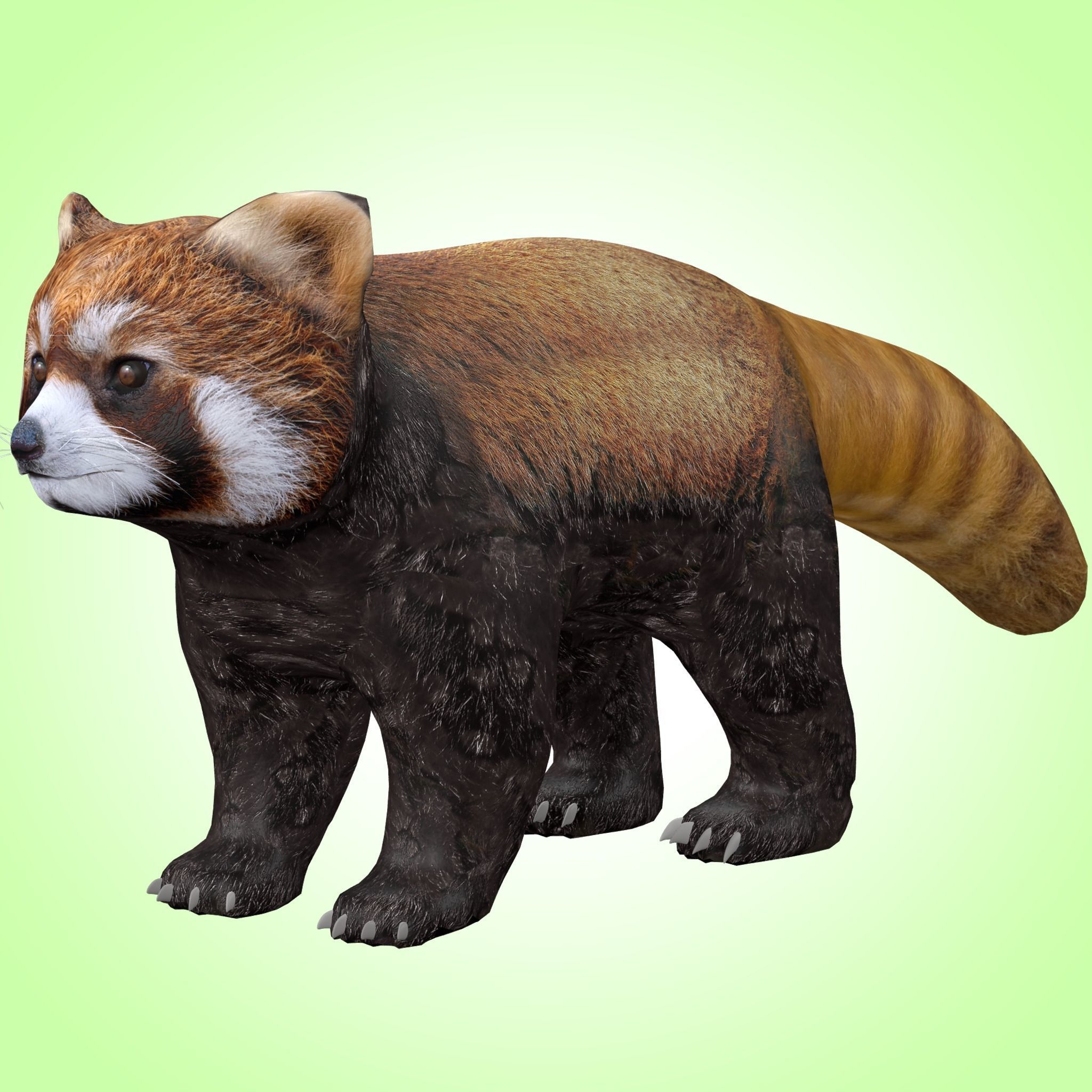 3D model Red Panda VR / AR / low-poly | CGTrader