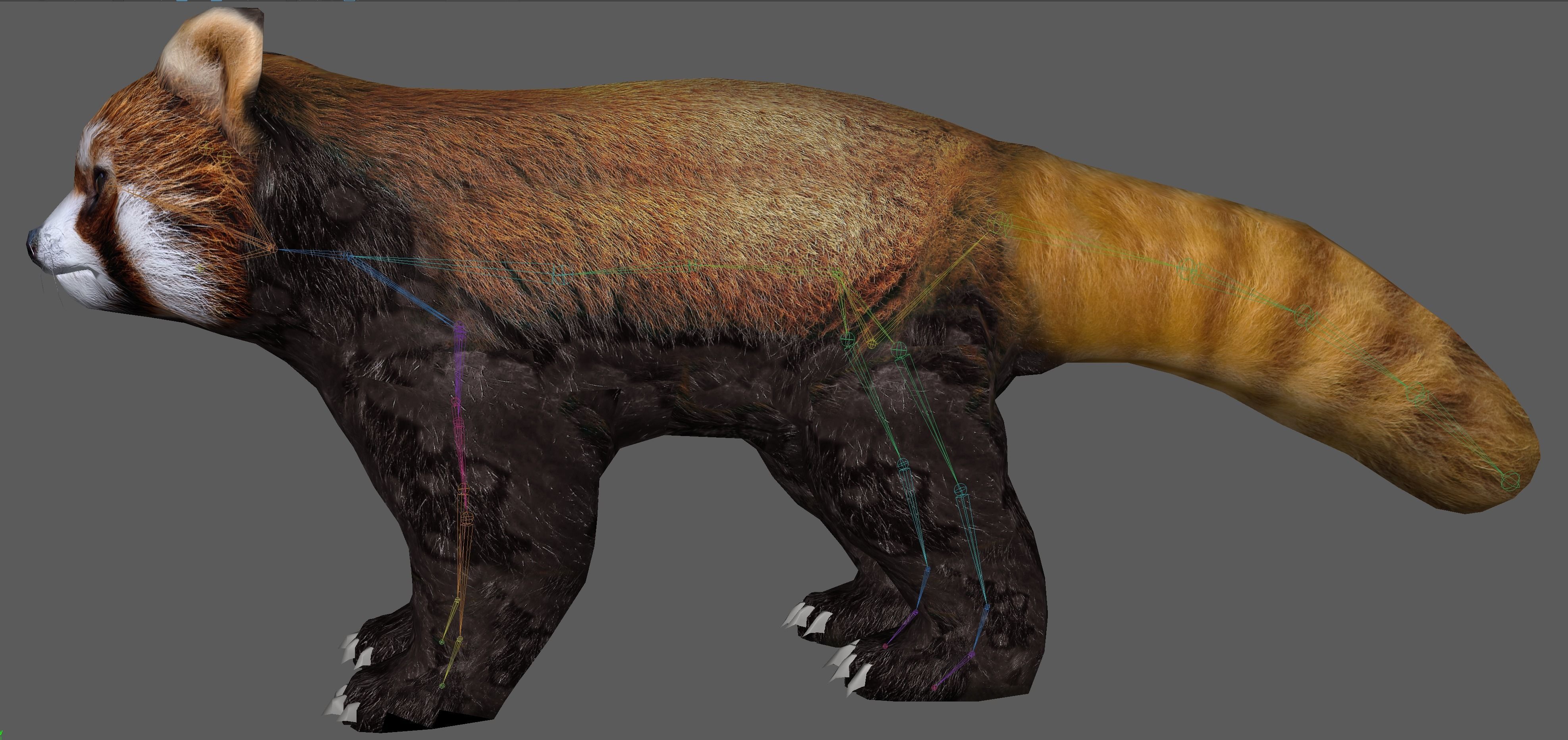 3D model Red Panda VR / AR / low-poly | CGTrader