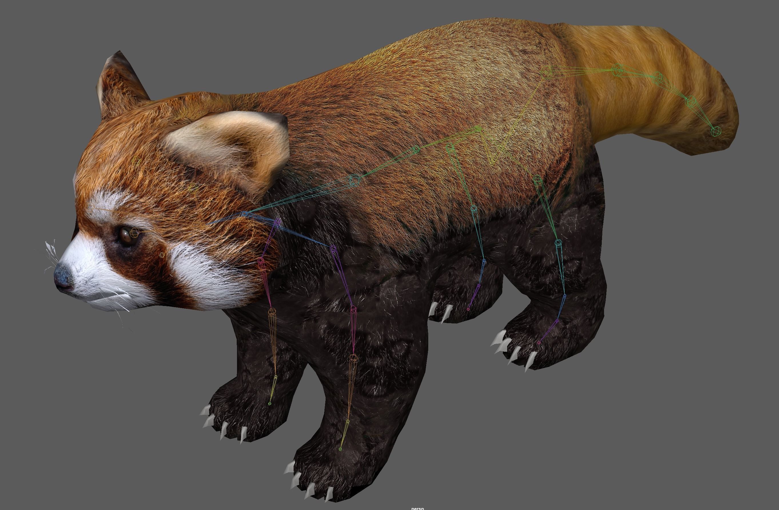 3D model Red Panda VR / AR / low-poly | CGTrader