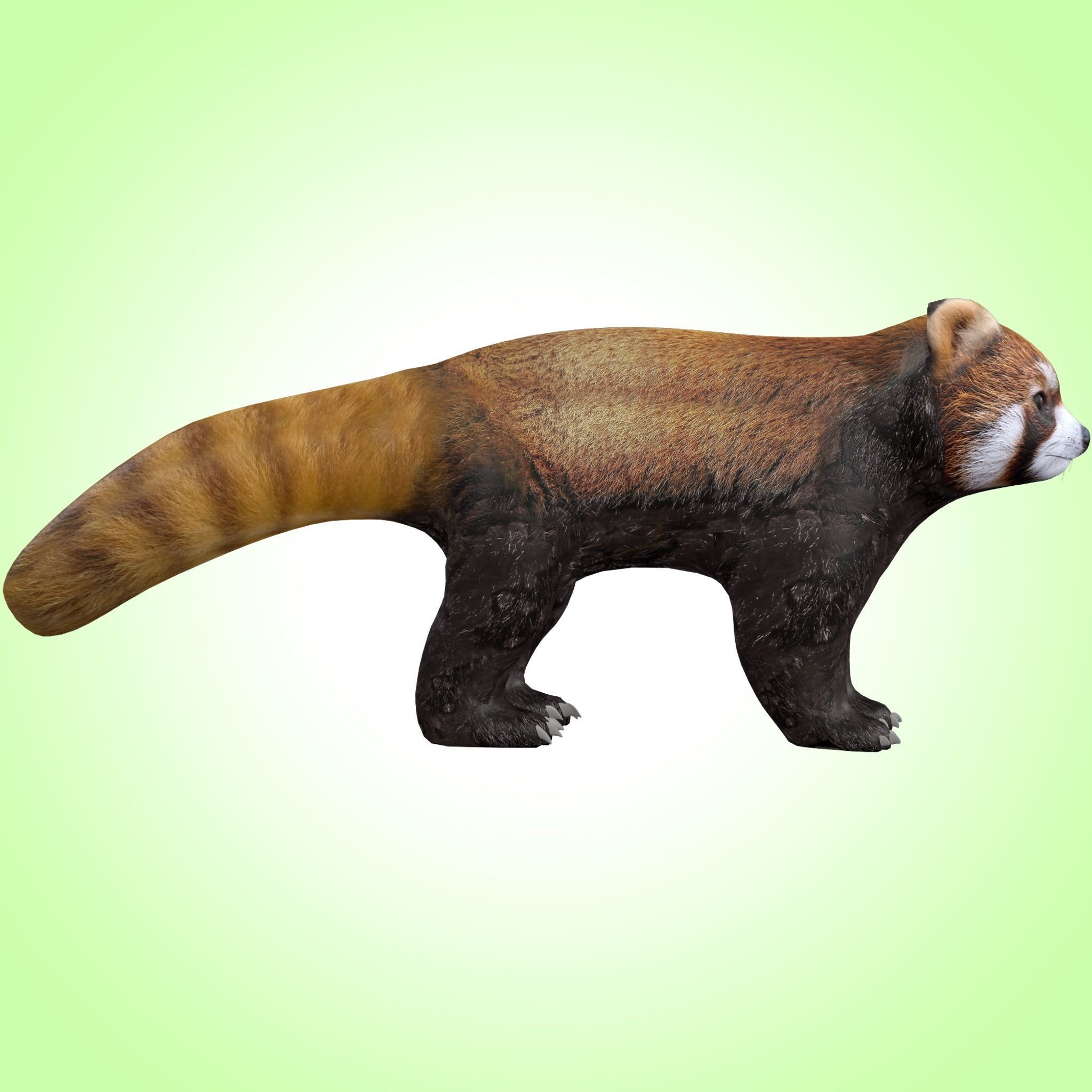 3D model Red Panda VR / AR / low-poly | CGTrader