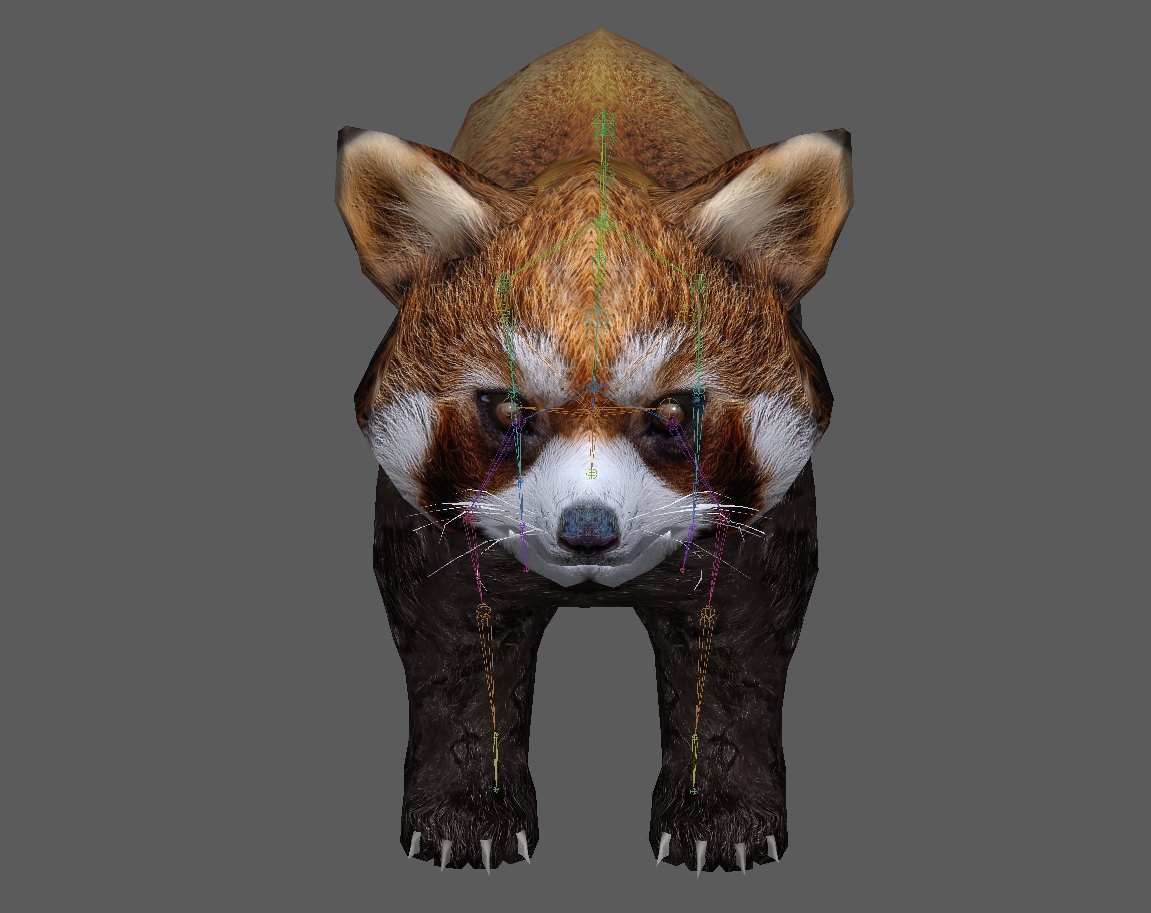 3D model Red Panda VR / AR / low-poly | CGTrader