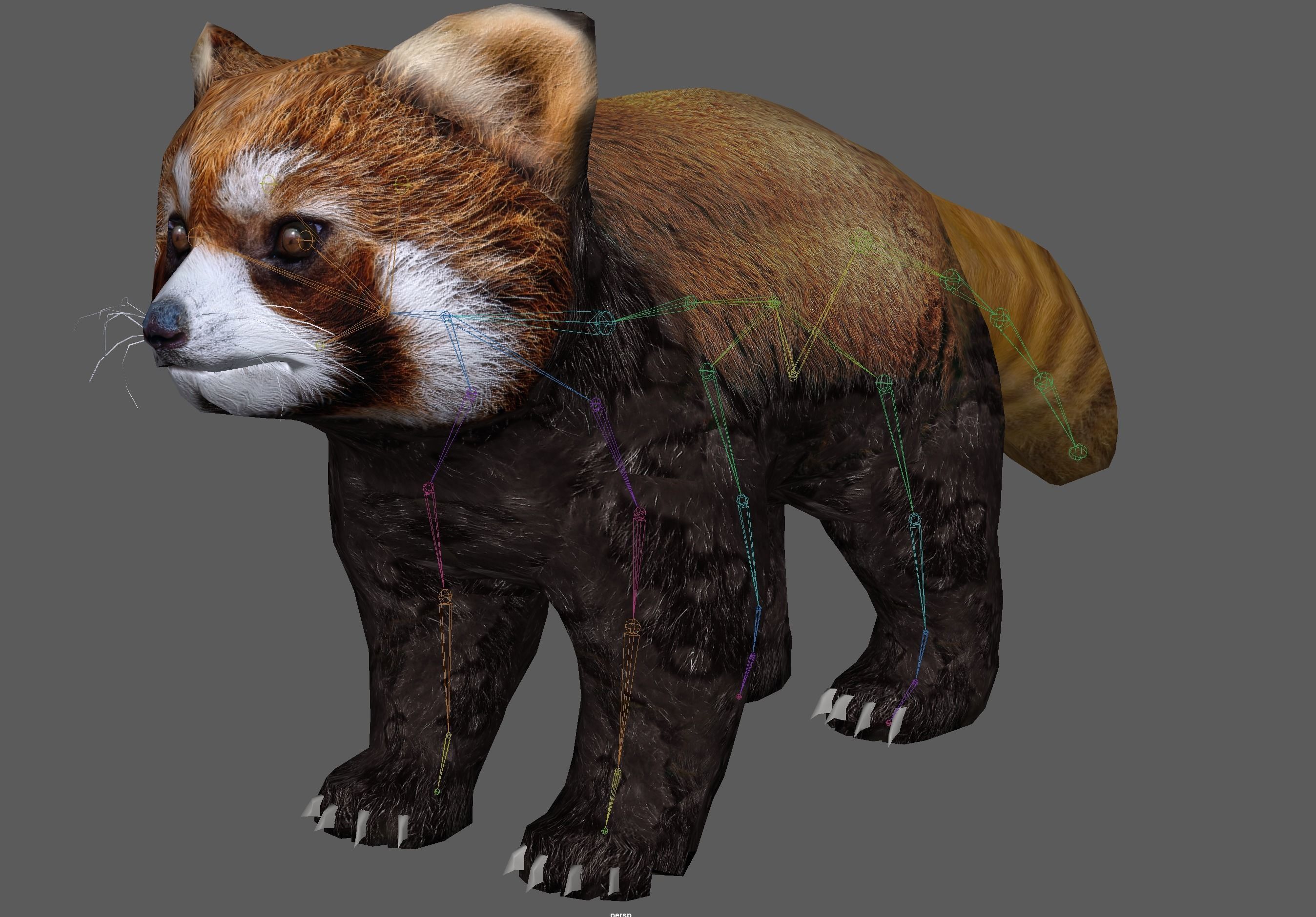 3D model Red Panda VR / AR / low-poly | CGTrader