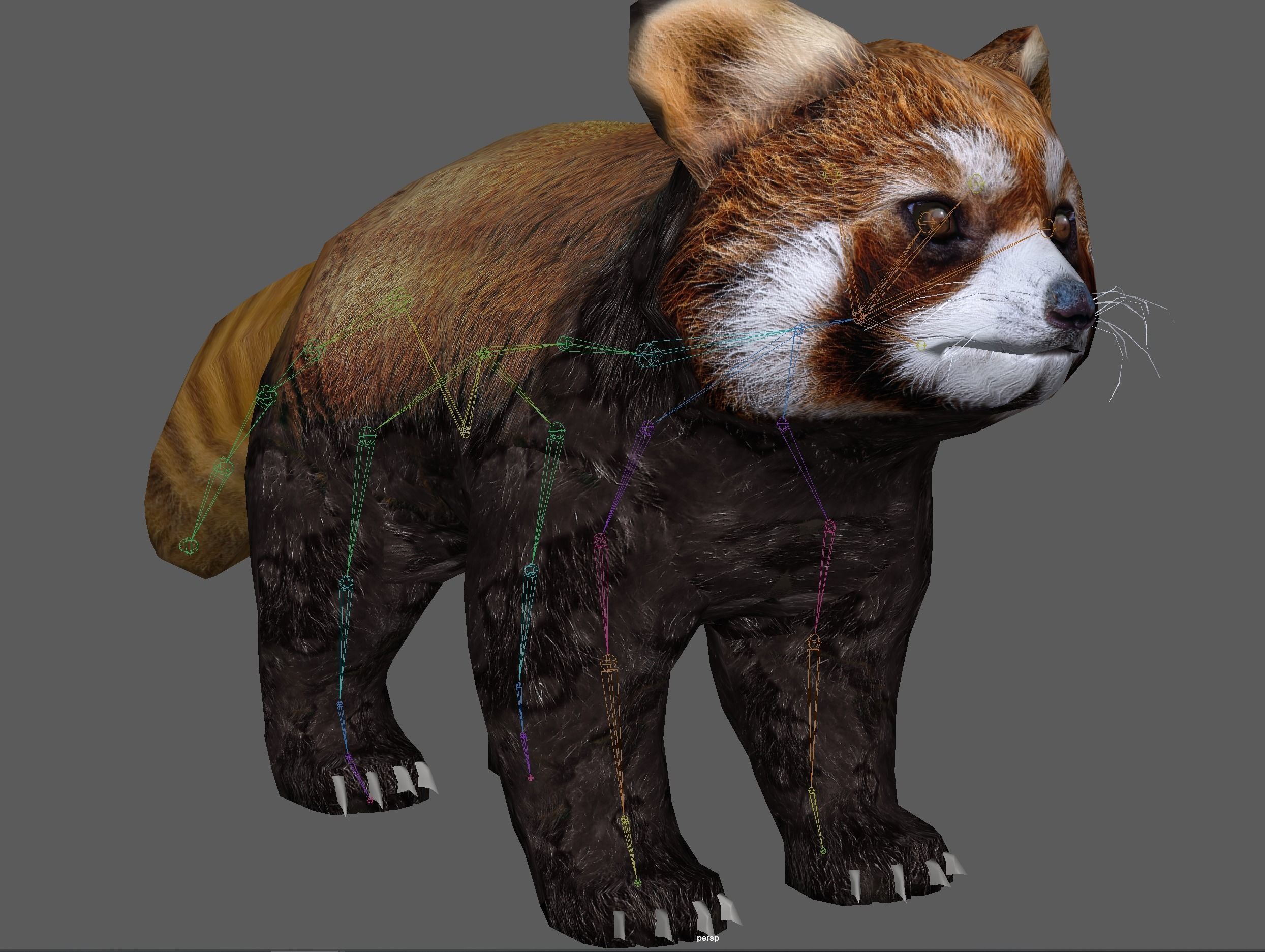 3D model Red Panda VR / AR / low-poly | CGTrader