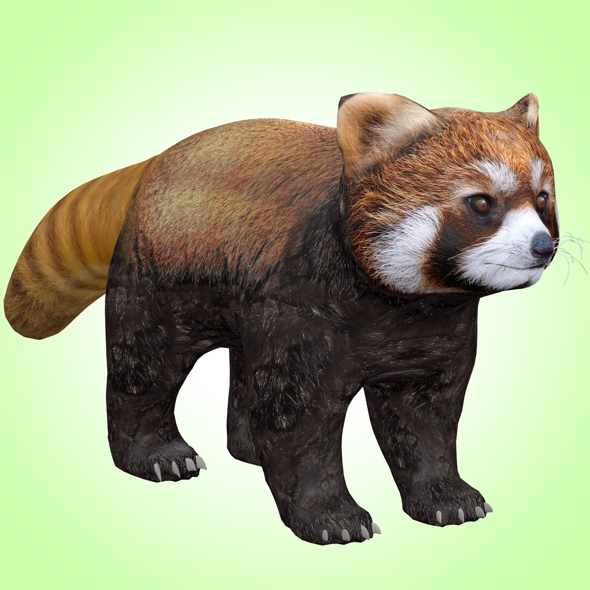 3D model Red Panda VR / AR / low-poly | CGTrader