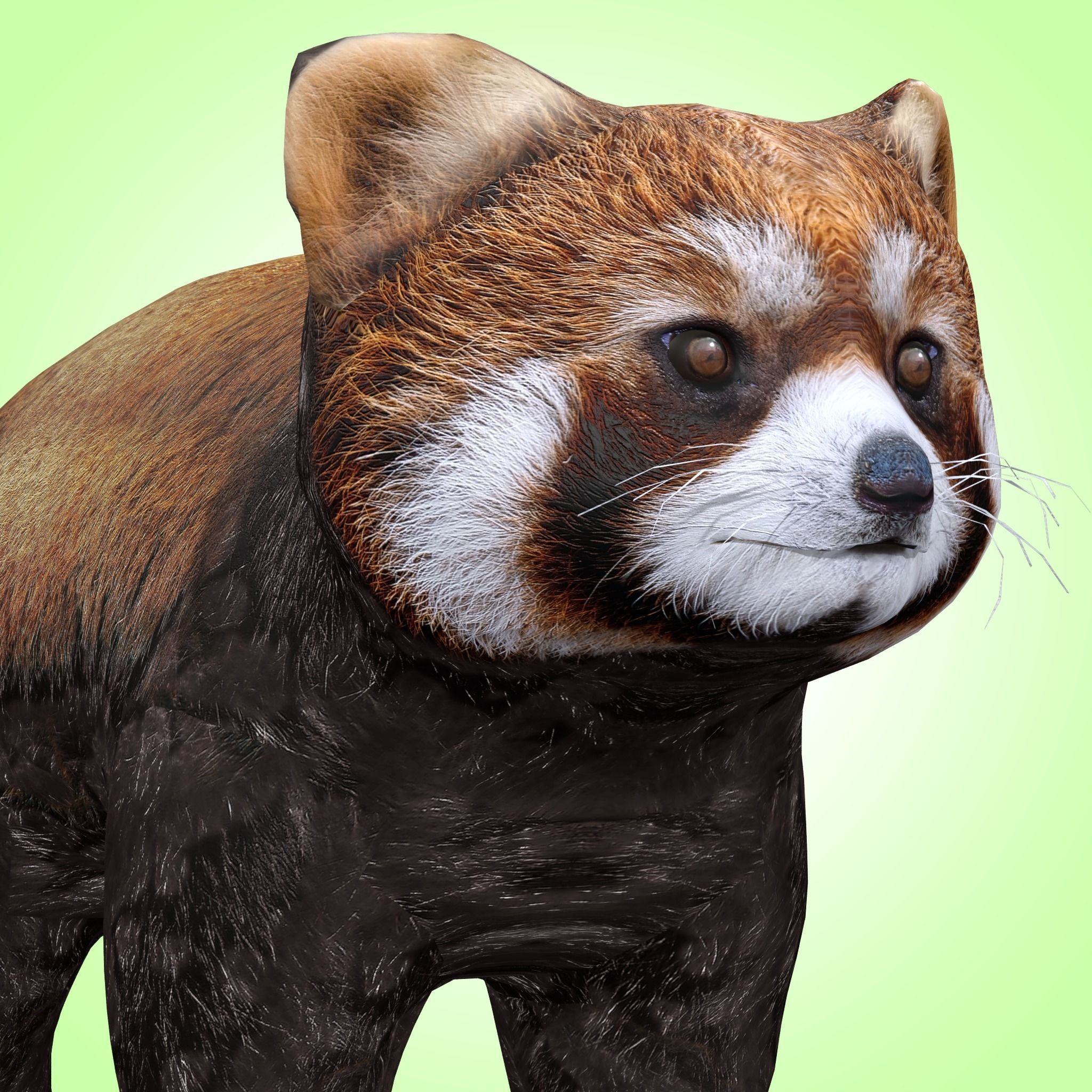 3D model Red Panda VR / AR / low-poly | CGTrader