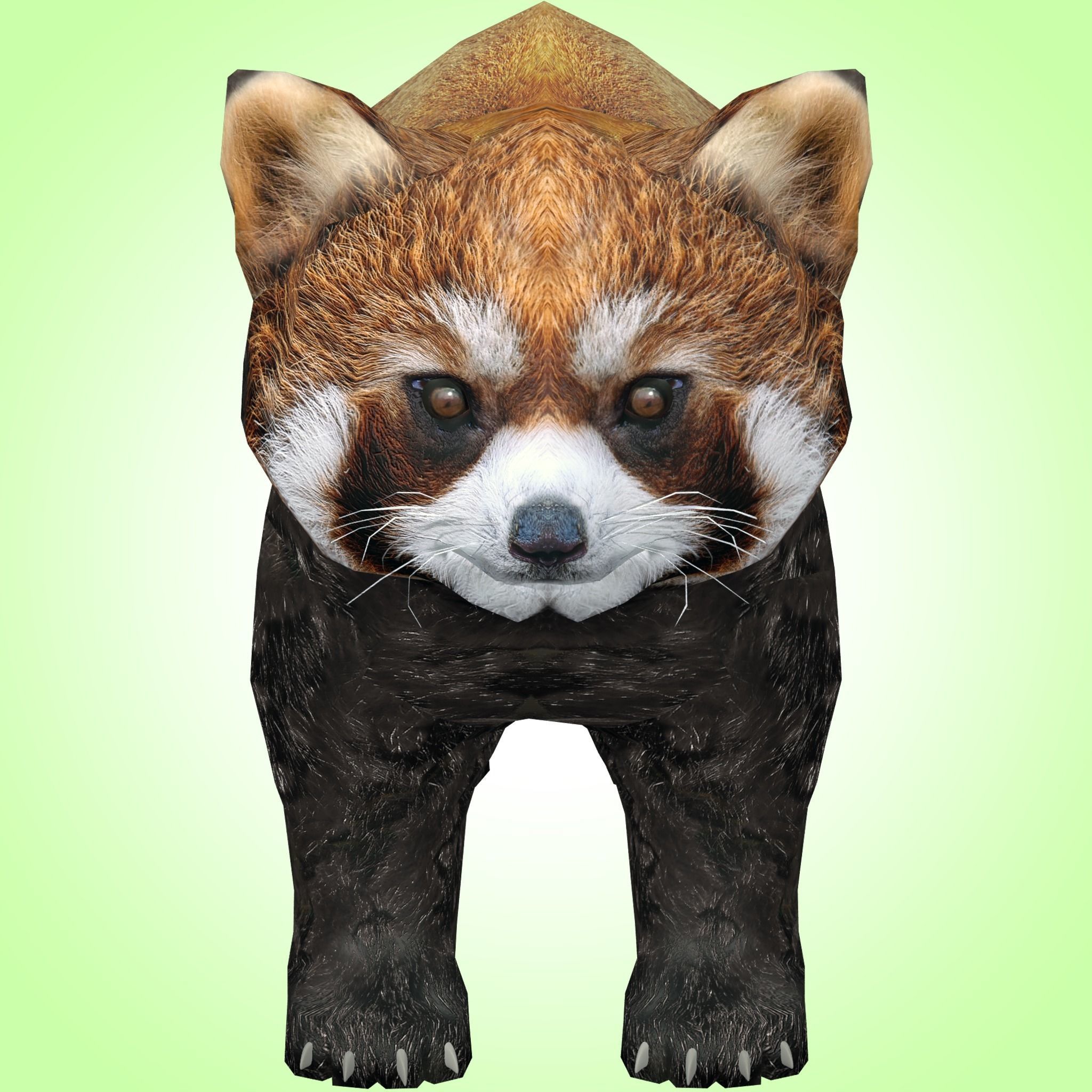 3D model Red Panda VR / AR / low-poly | CGTrader