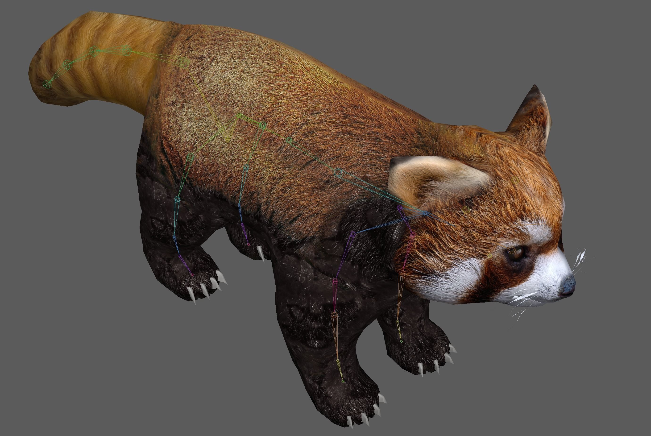 3D model Red Panda VR / AR / low-poly | CGTrader