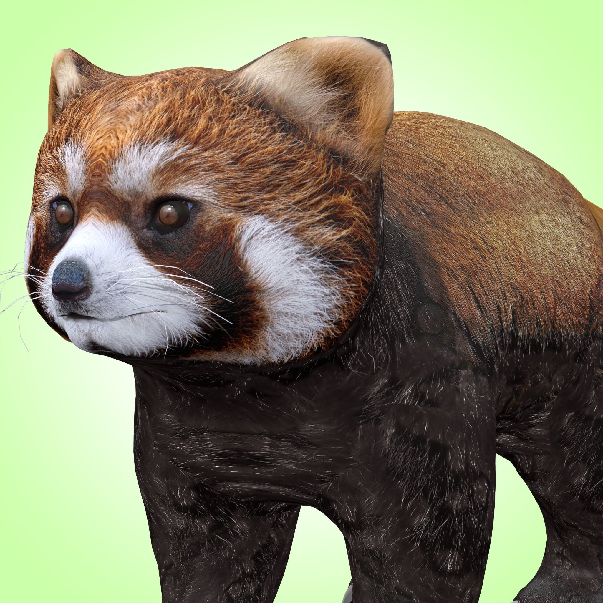 3D model Red Panda VR / AR / low-poly | CGTrader