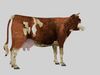 Low Poly Cow Collection - 3 Cow Models - 4K - Unwrapped VR / AR / low-poly | CGTrader