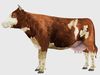 Low Poly Cow Collection - 3 Cow Models - 4K - Unwrapped VR / AR / low-poly | CGTrader