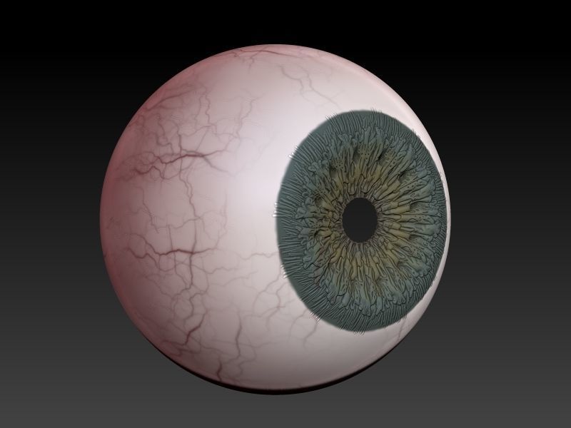 Eye Made by zbrush free 3D model | CGTrader