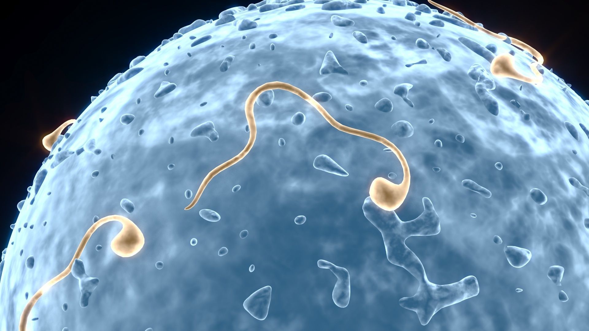 Human Egg With Sperm Cell 3D model | CGTrader