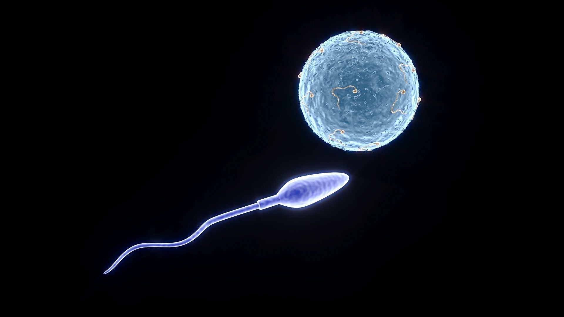 Human Egg With Sperm Cell 3D model | CGTrader