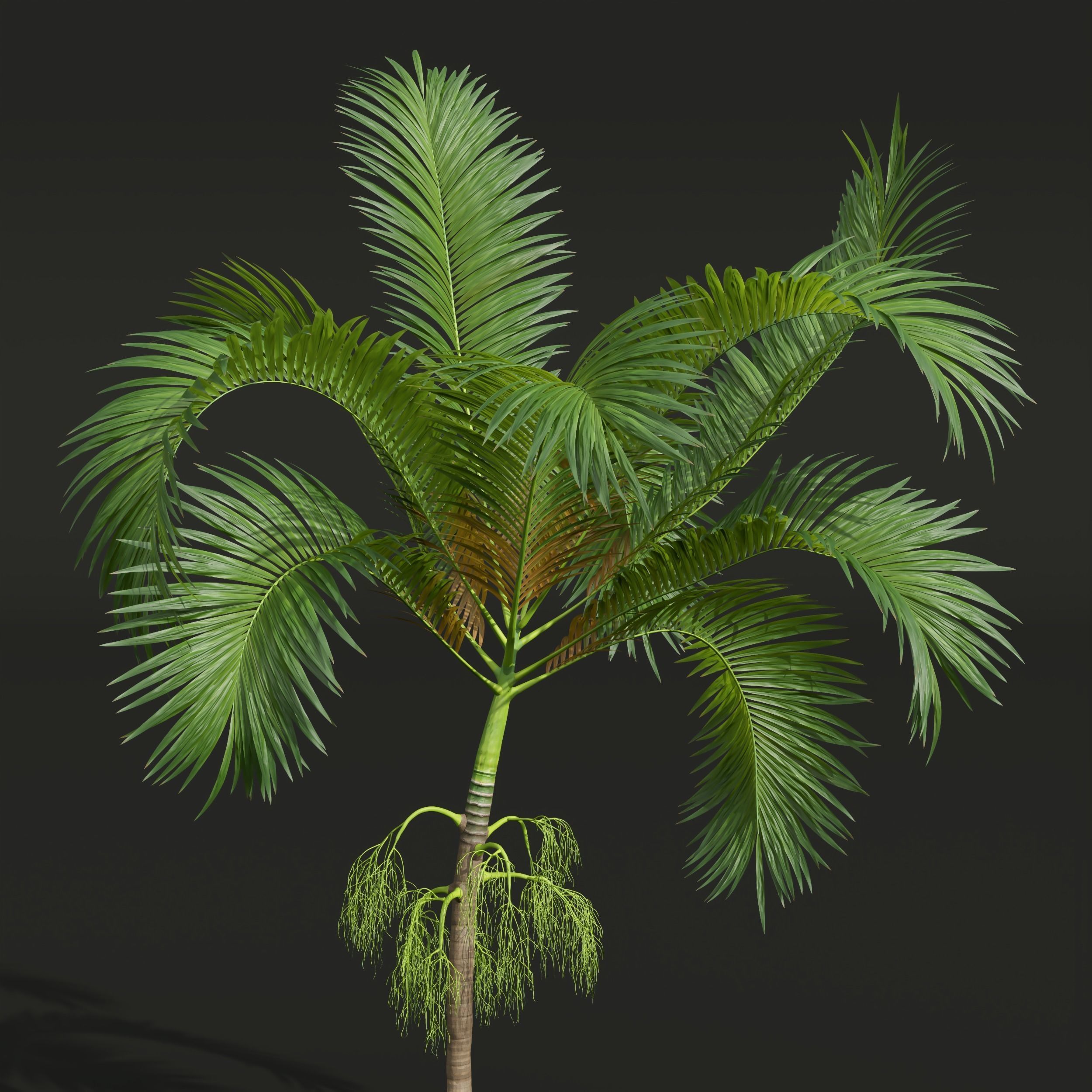 New Plant Areca Catechu Roystonea Regia 3D model | CGTrader