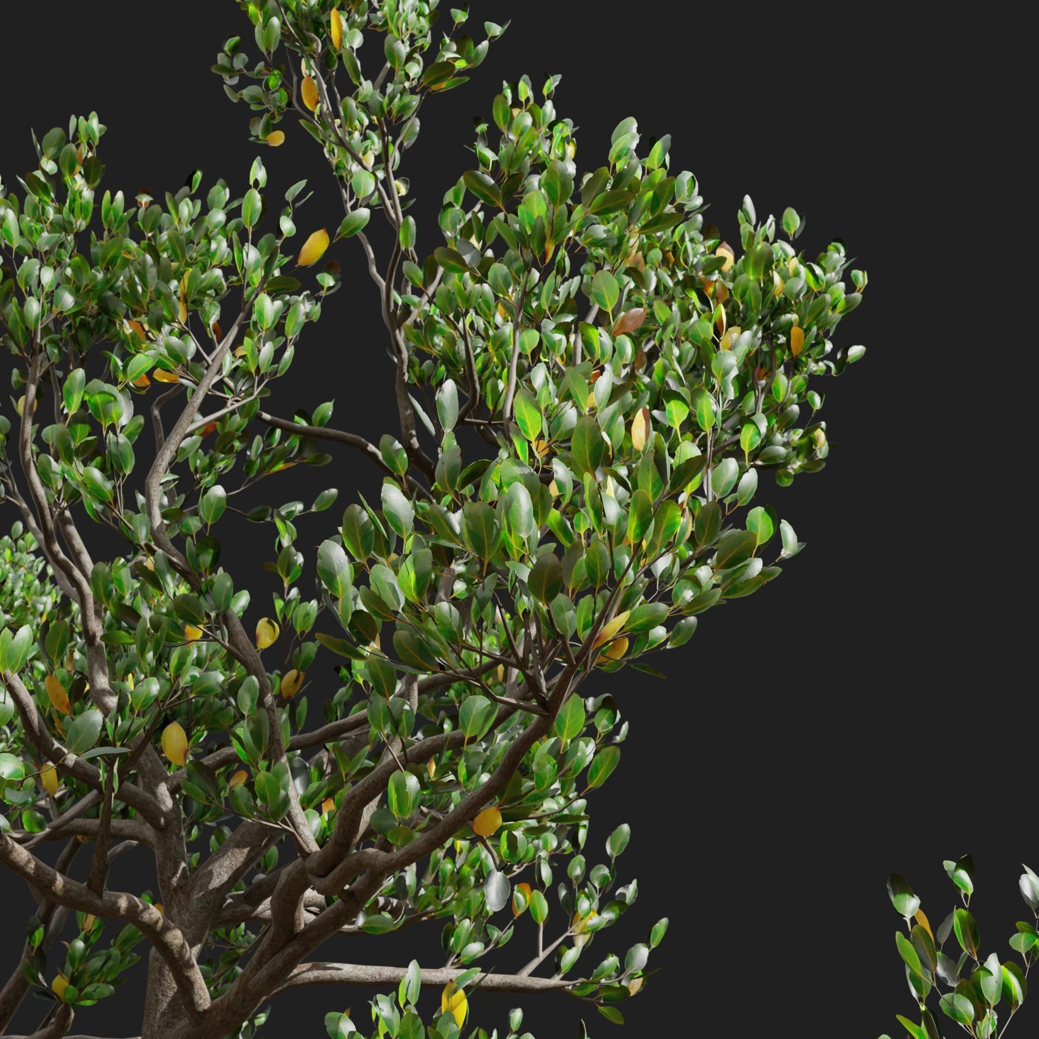 Mangrove juniper tree 3D model | CGTrader