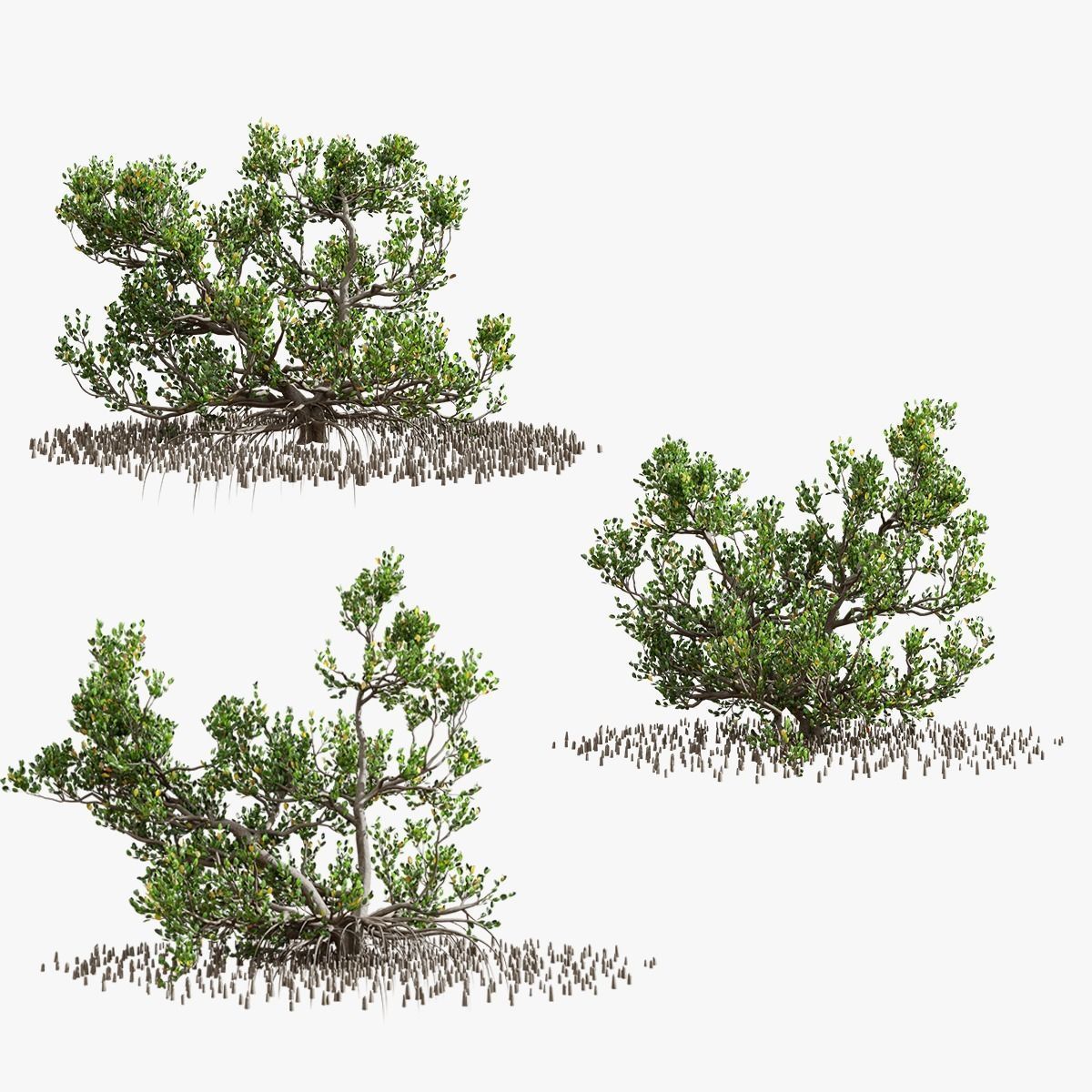 Mangrove juniper tree 3D model | CGTrader