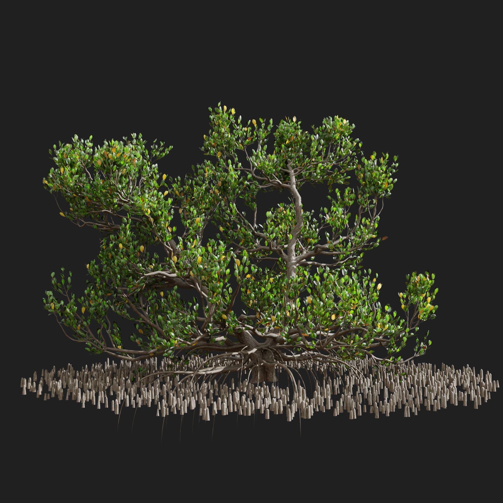 Mangrove juniper tree 3D model | CGTrader