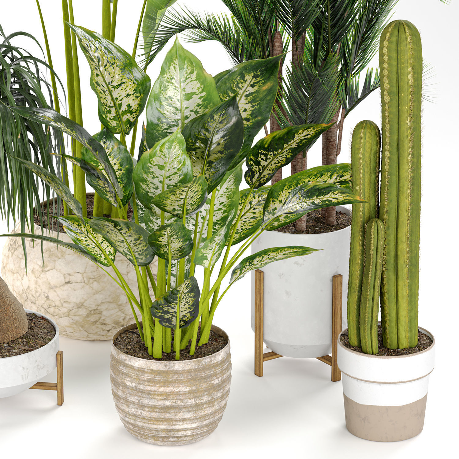 Indoor Tropical Plants Collection 3D model | CGTrader