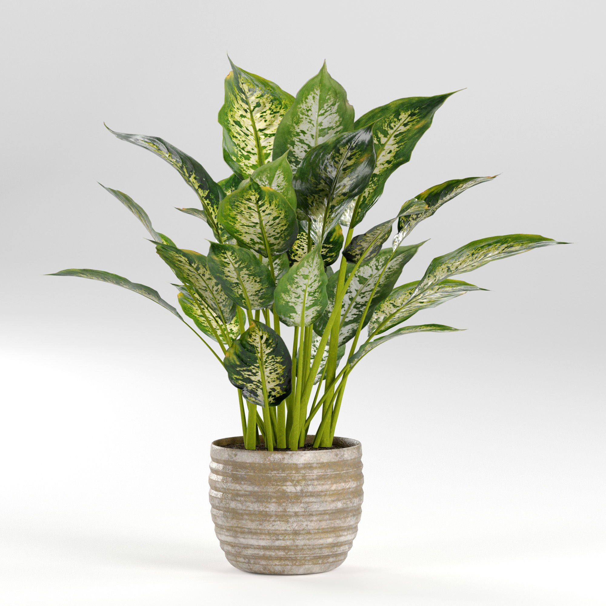 Indoor Tropical Plants Collection 3D model | CGTrader