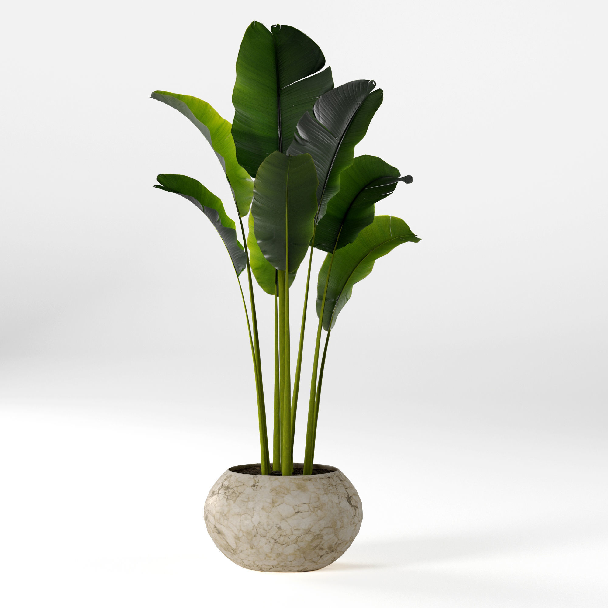 Indoor Tropical Plants Collection 3D model | CGTrader