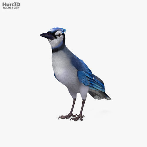 Blue Jay Hd