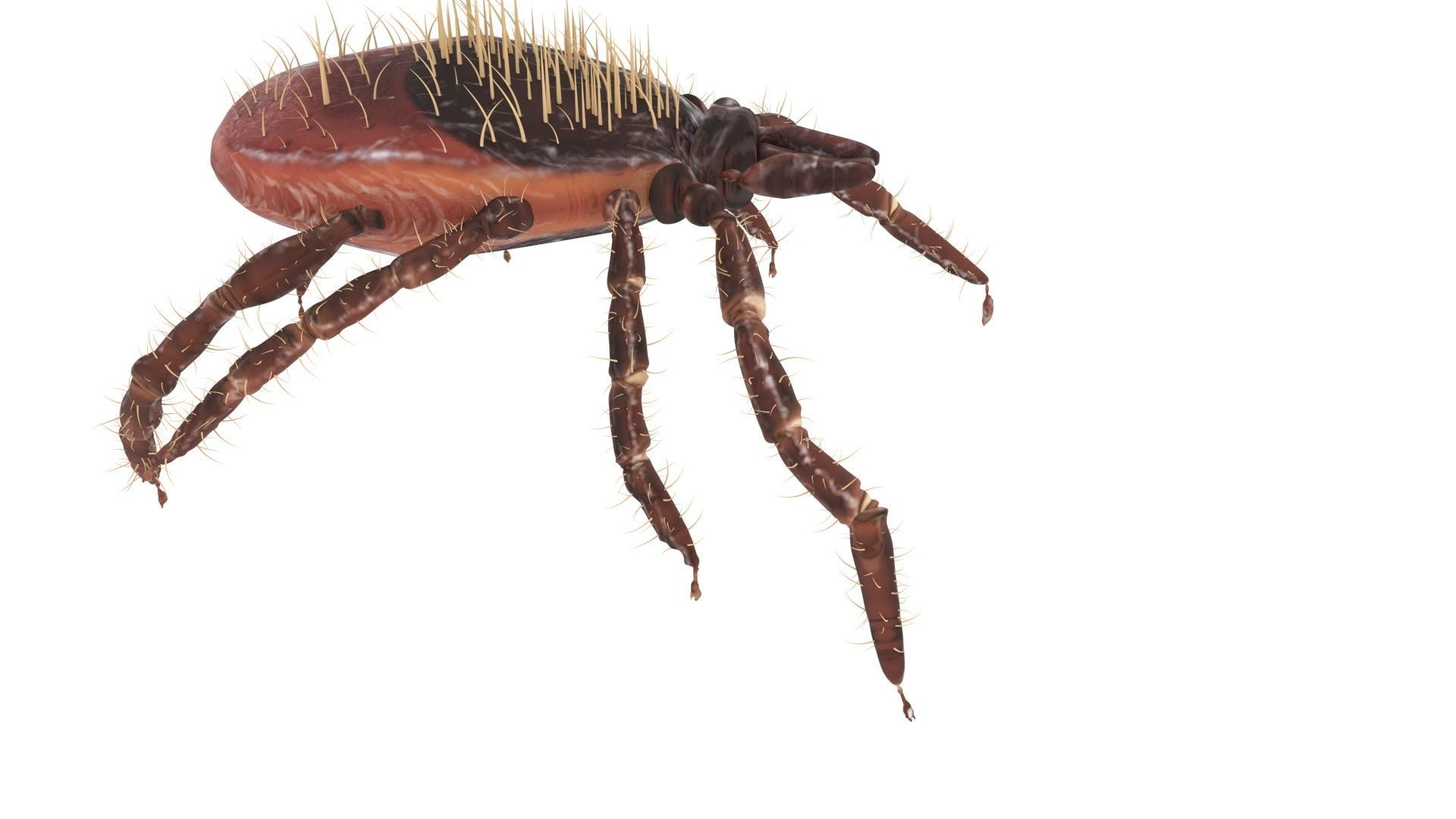 Tick Insect 3D model | CGTrader