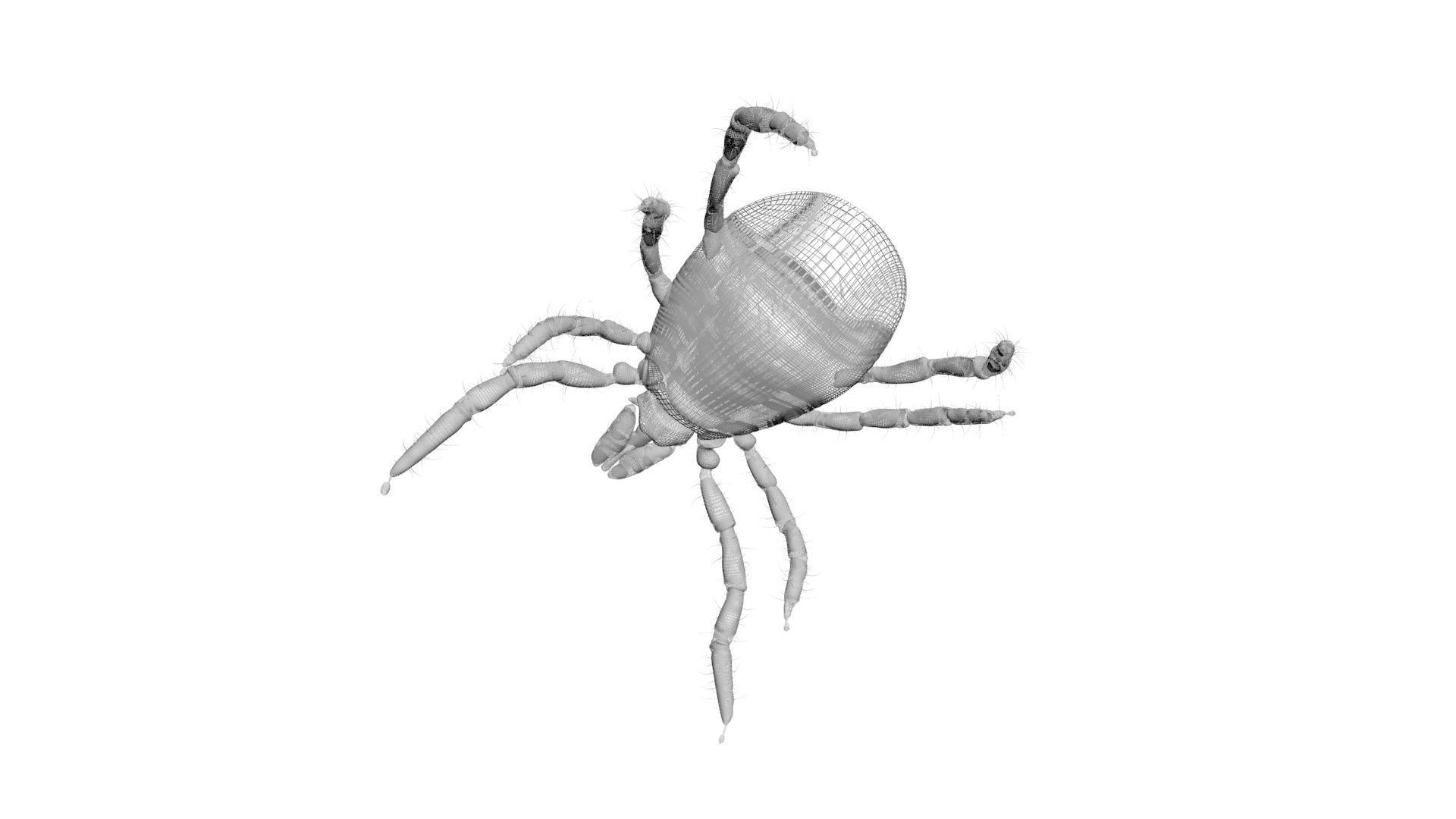Tick Insect 3D model | CGTrader