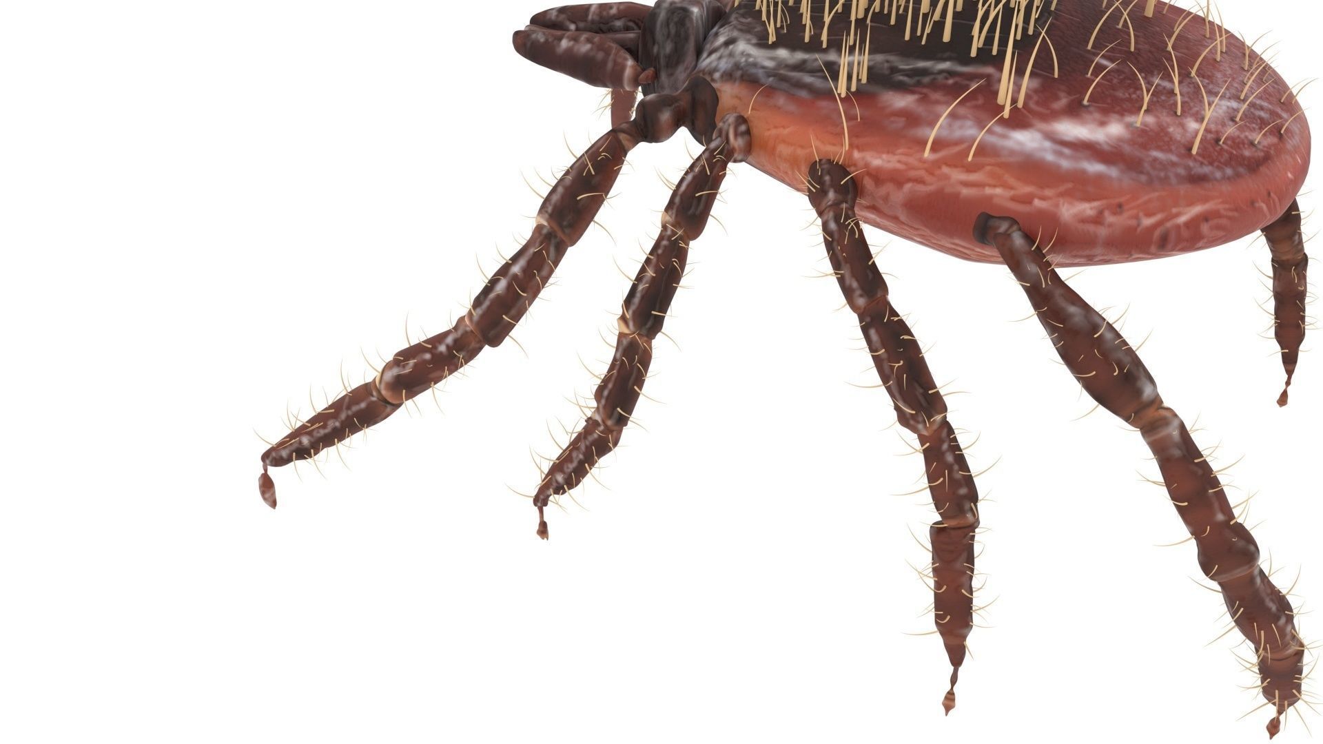 Tick Insect 3D model | CGTrader