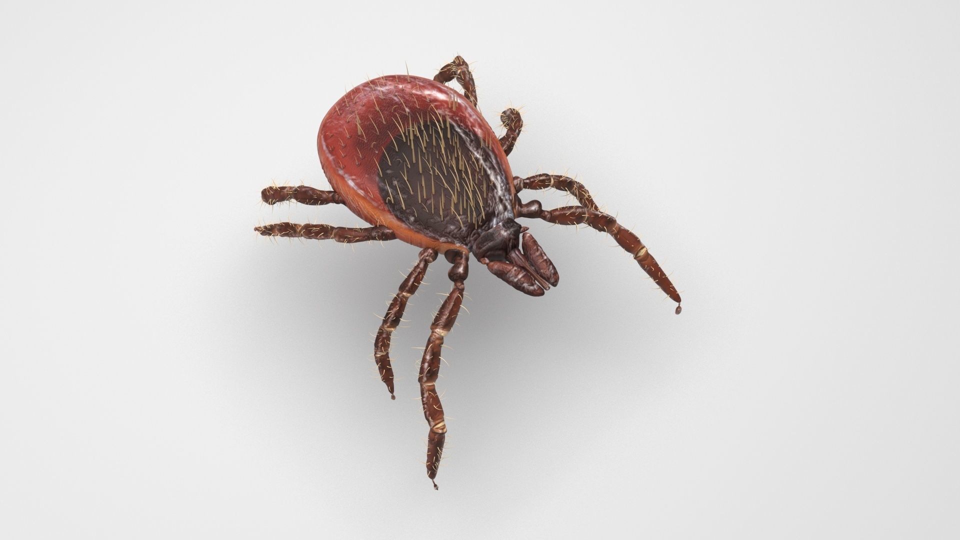Tick Insect 3D model | CGTrader