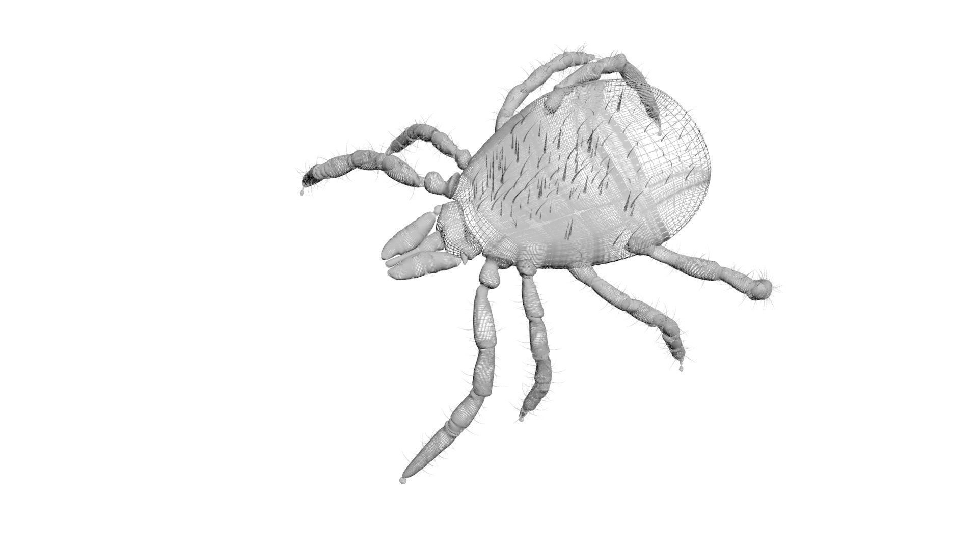 Tick Insect 3D model | CGTrader