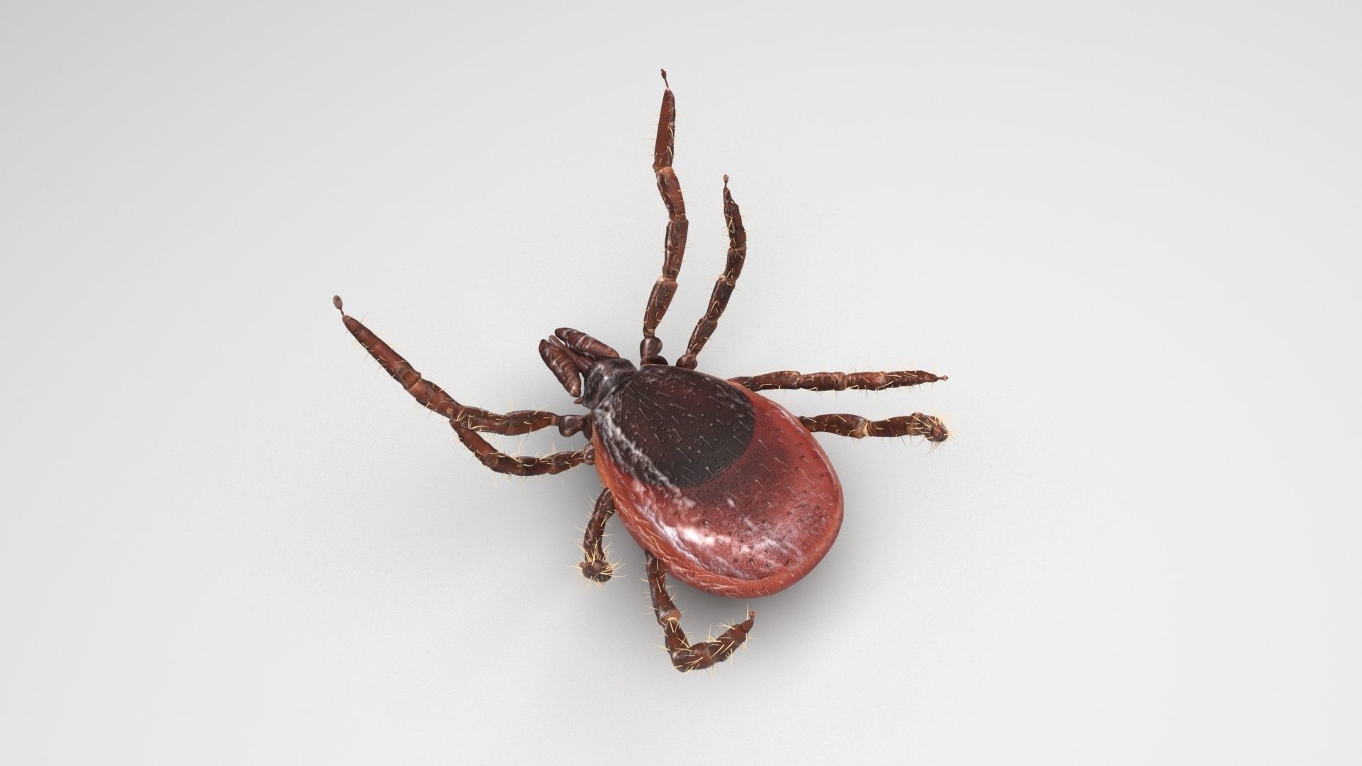Tick Insect 3D model | CGTrader