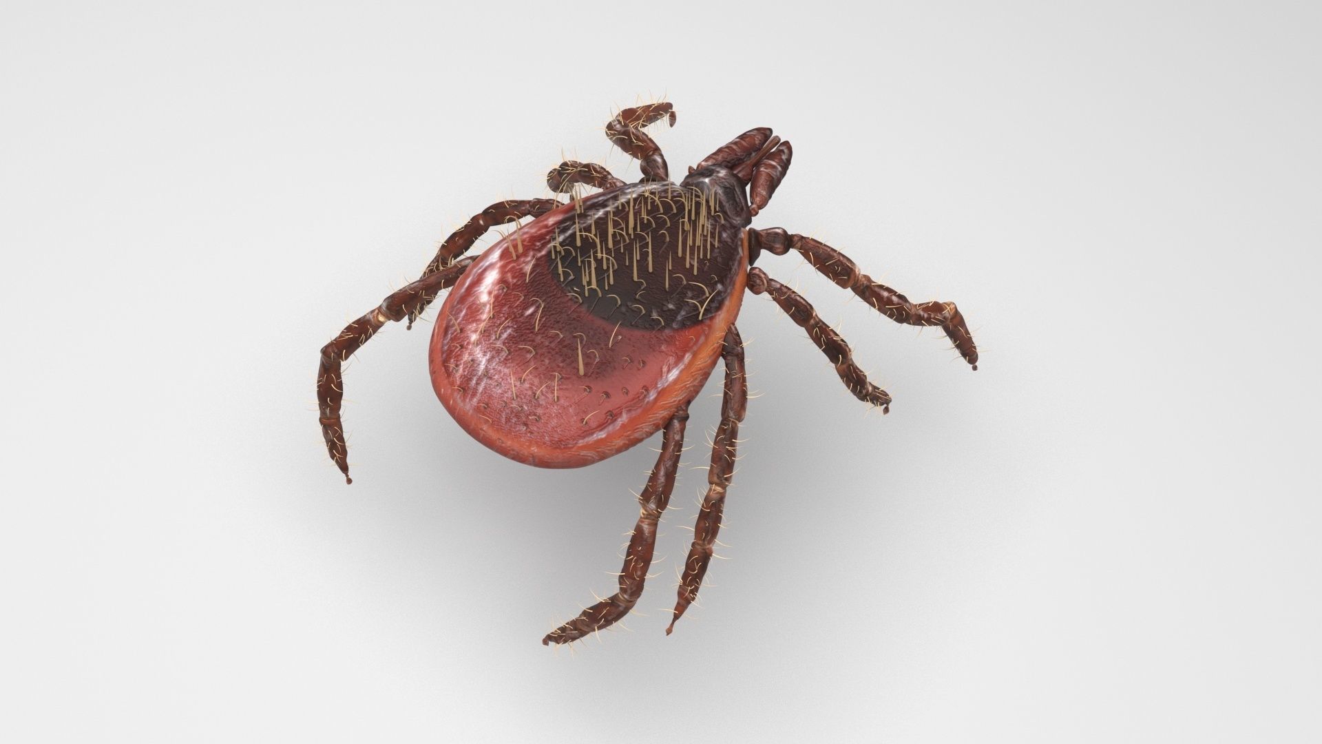 Tick Insect 3D model | CGTrader