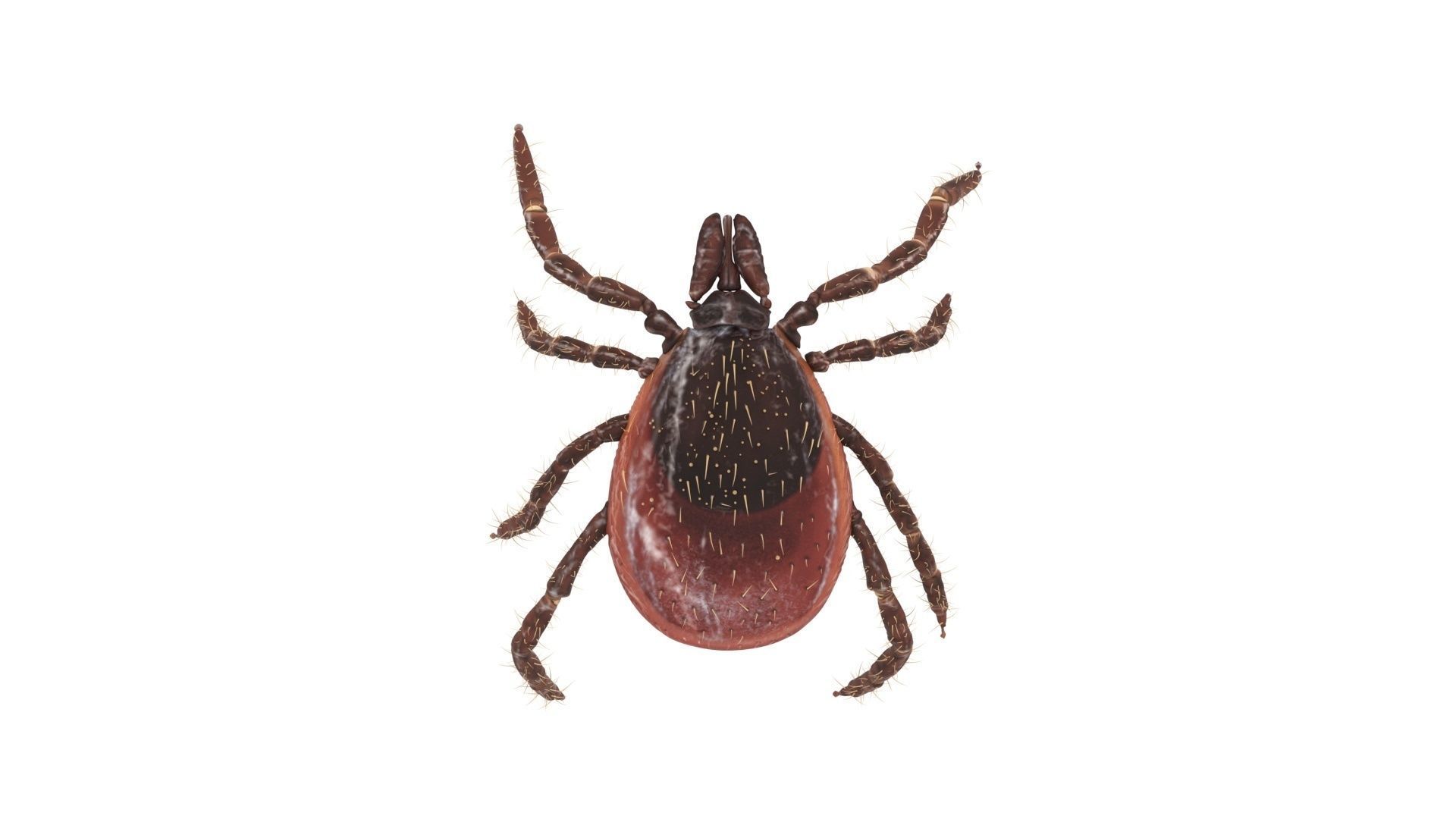 Tick Insect 3D model | CGTrader