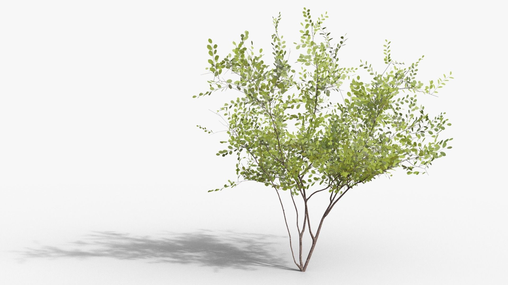 Amelanchier lamarckii Multistem 3D model | CGTrader