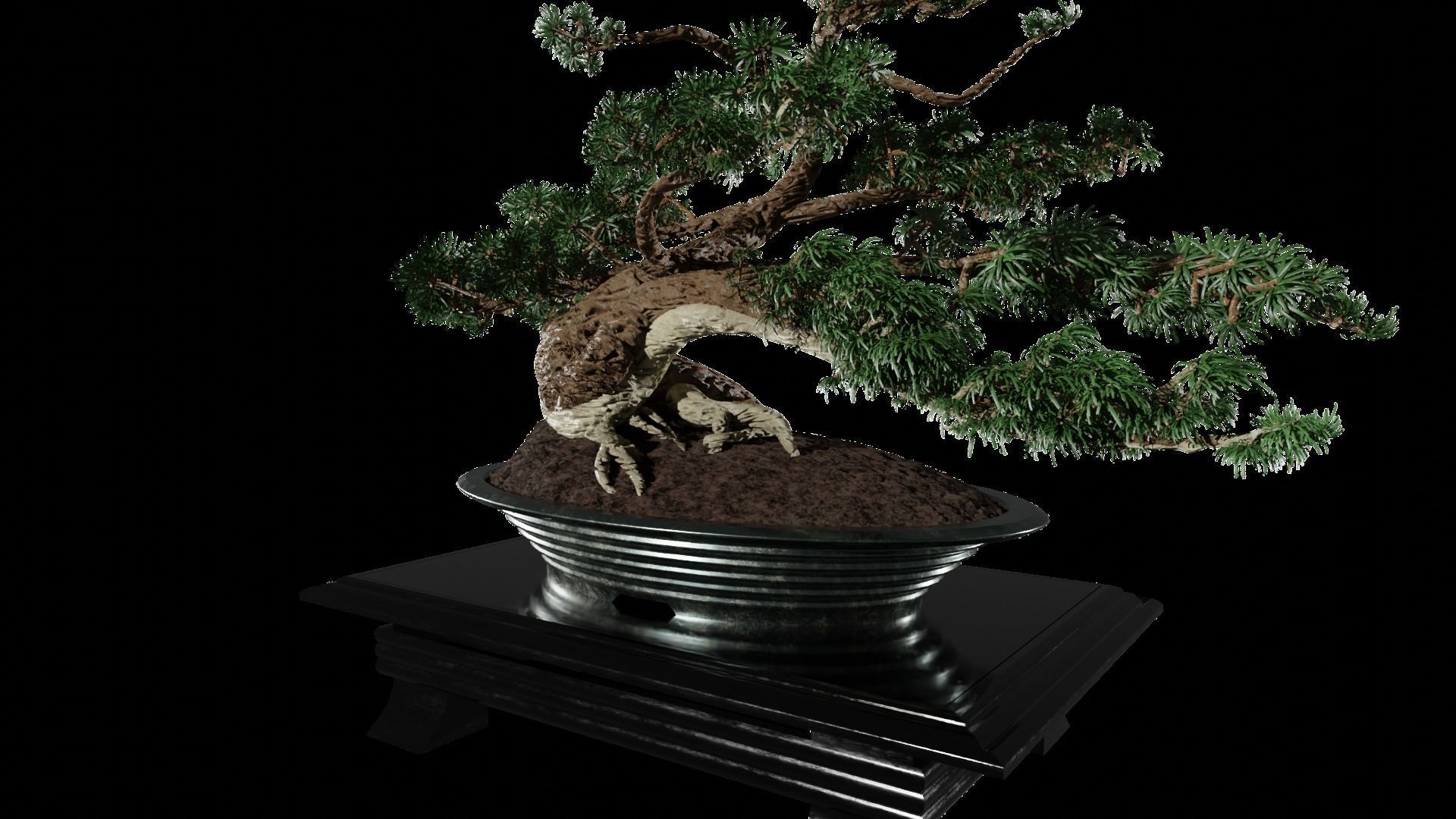 High Detailed Bonsai Tree 3D model | CGTrader