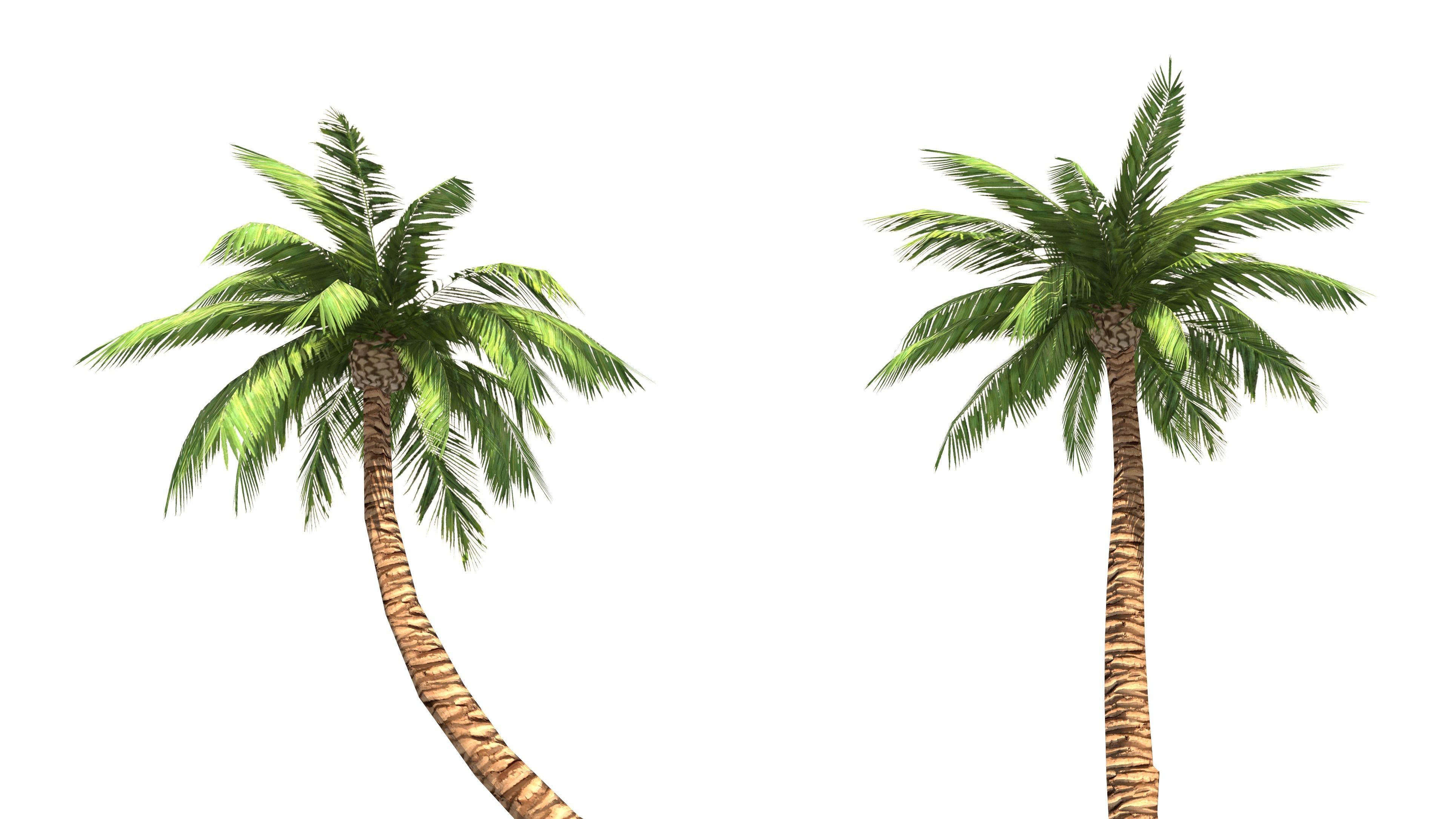 3D model Palm Trees Game Ready VR / AR / low-poly | CGTrader