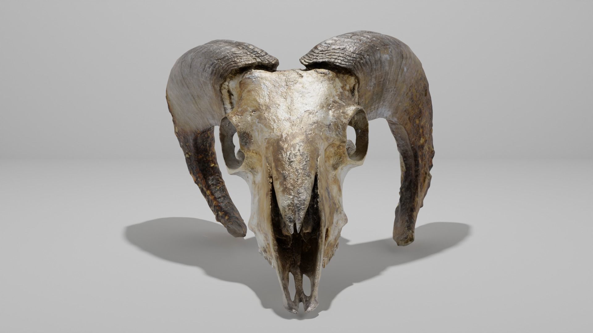 3D model Skull ram VR / AR / low-poly | CGTrader