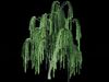 3D model Willow Tree Lowpoly VR / AR / low-poly | CGTrader